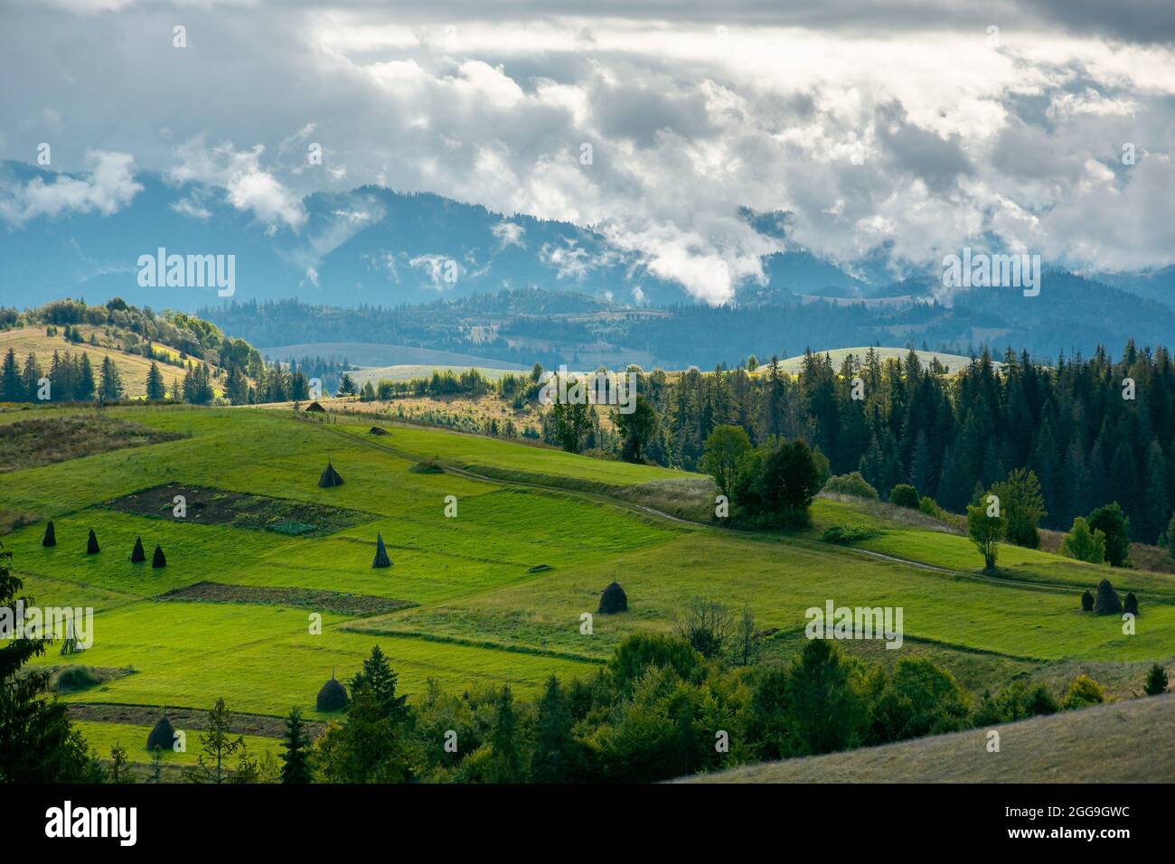 mountainous countryside in early autumn. trees and grassy meadows on ...