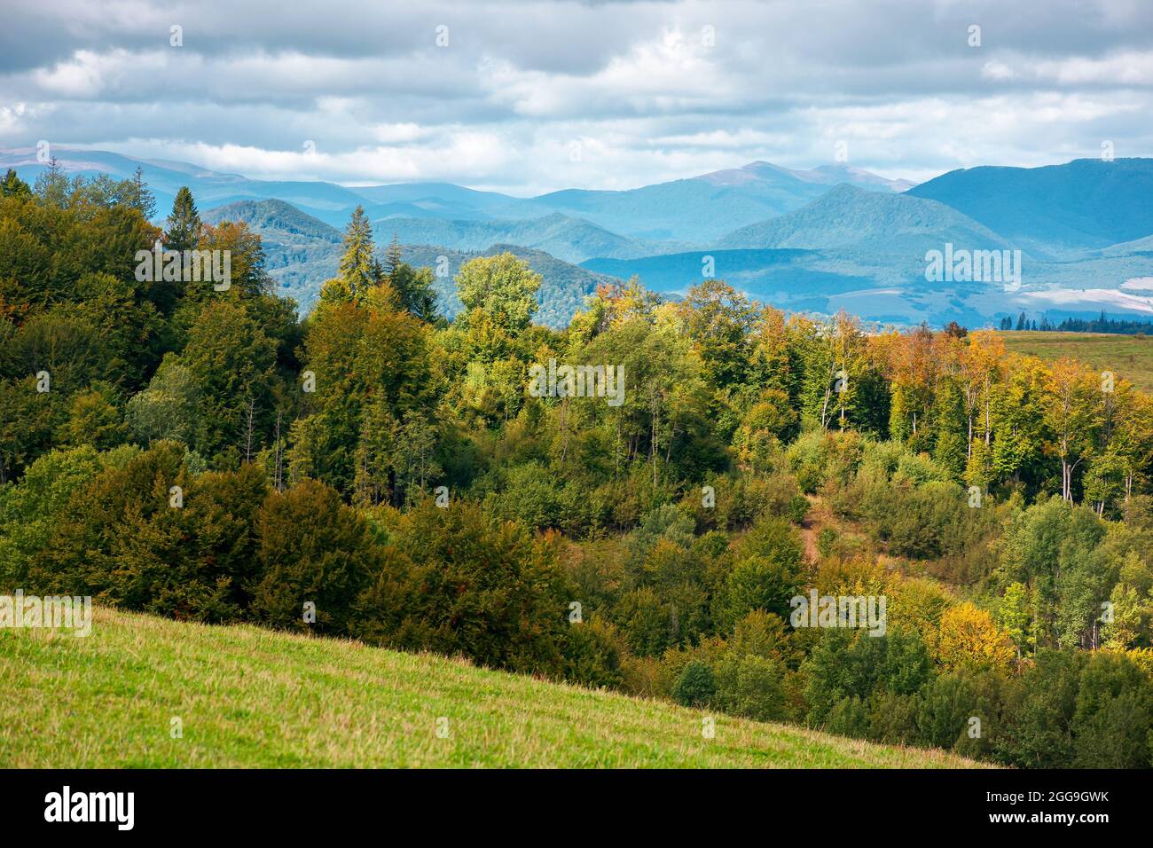 mountainous countryside in early autumn. trees and grassy meadows on ...