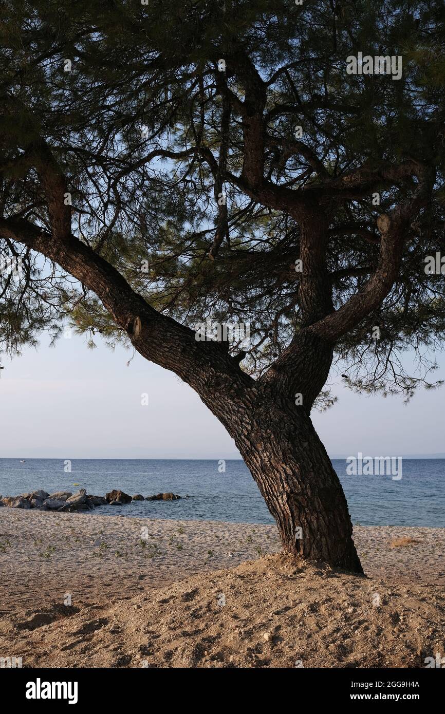 Beautiful big tree in front of the sandy beach of Glarokavos in ...