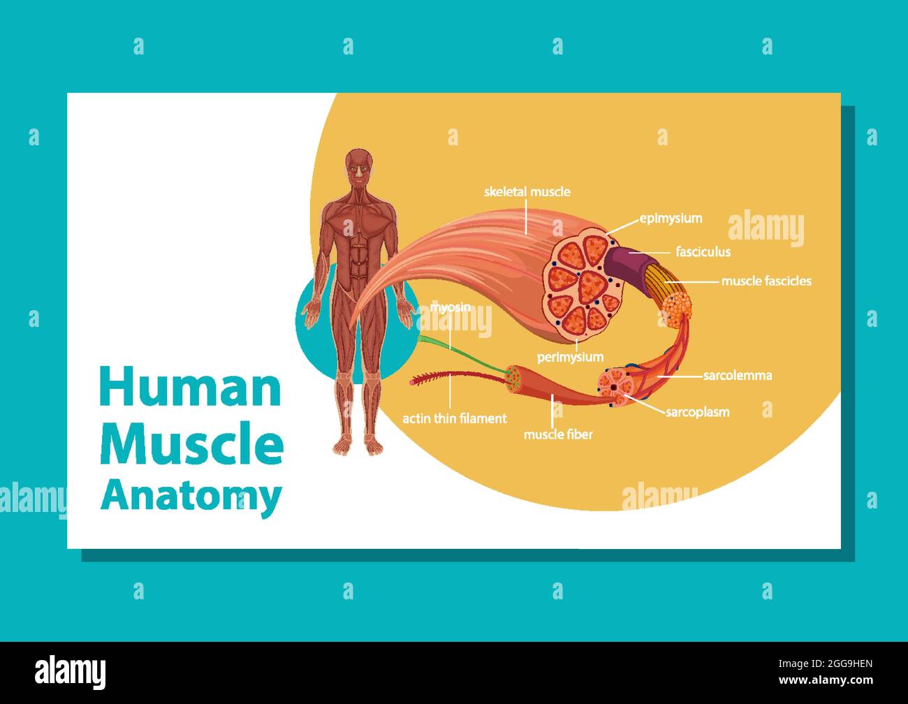 Human muscle anatomy with body anatomy illustration Stock Vector Image ...