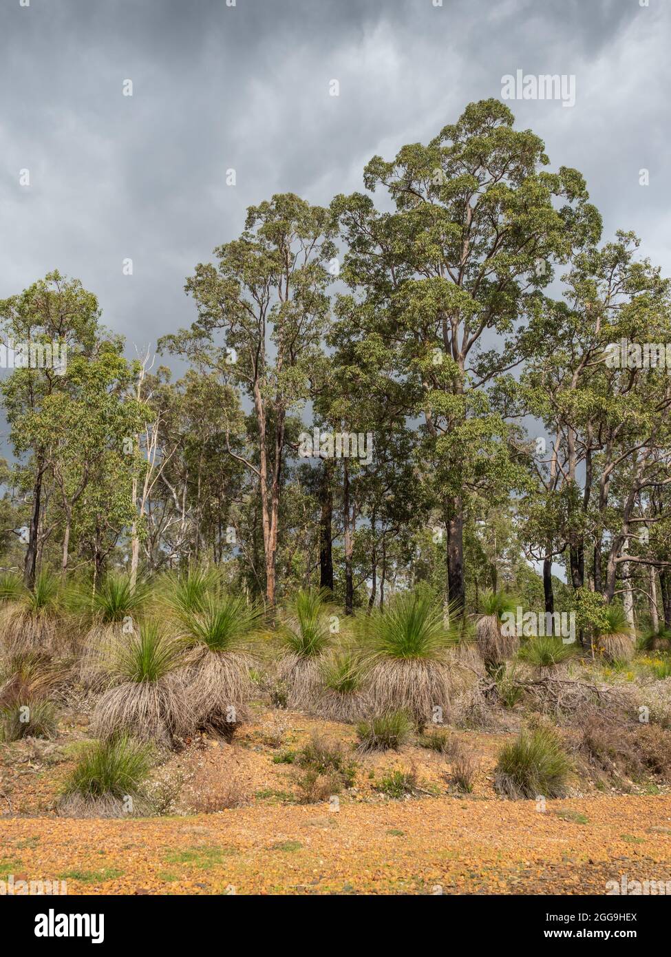 John forrest national park hi-res stock photography and images - Alamy