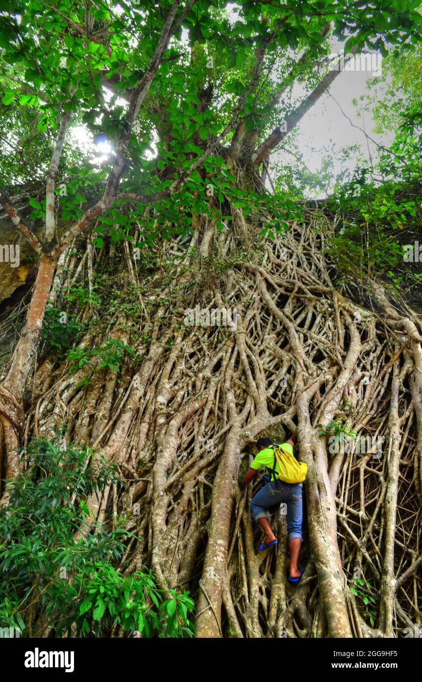 Root Climber, Bohol, Philippines Stock Photo - Alamy
