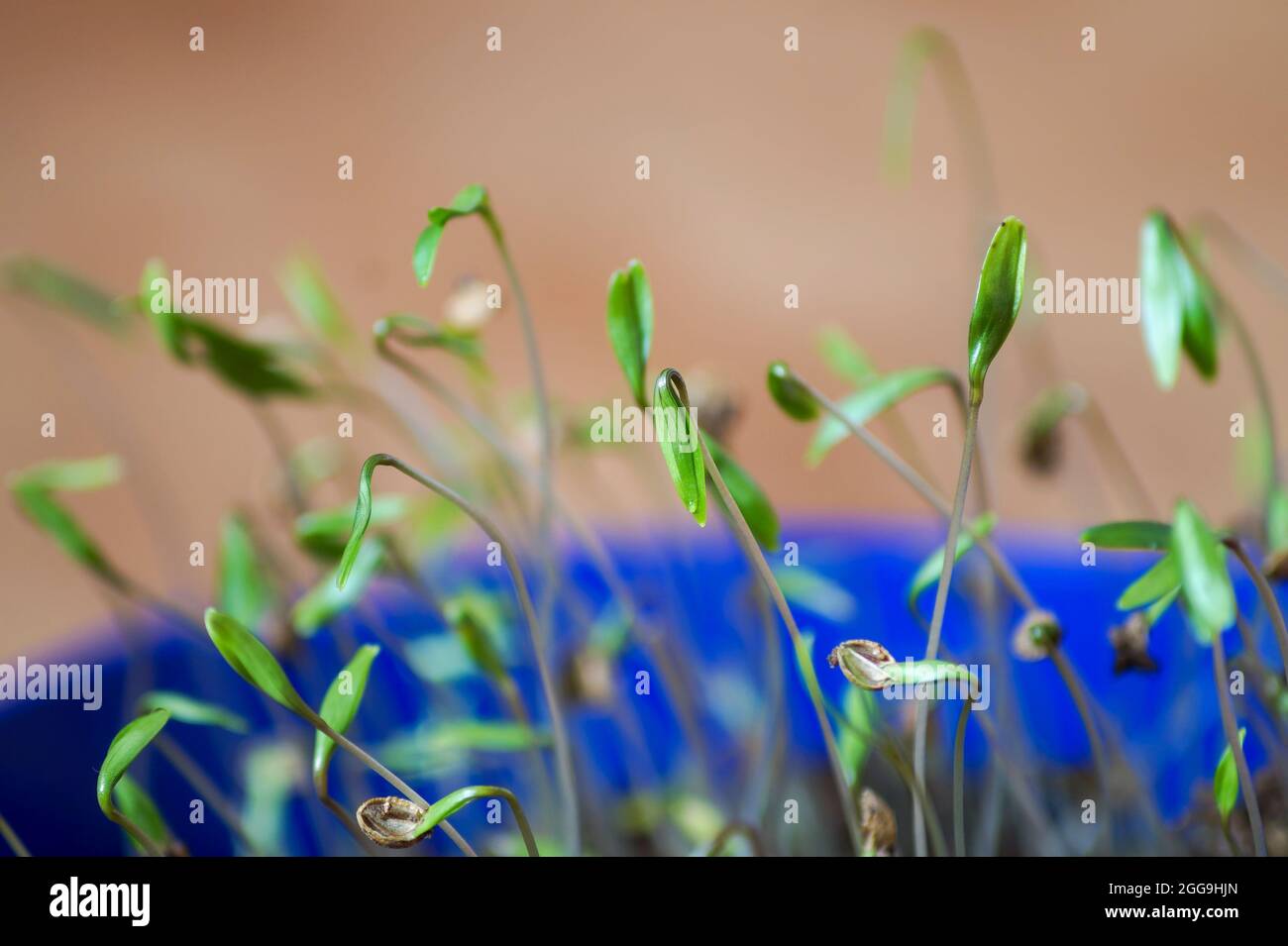 Indian medicine plants hi-res stock photography and images - Alamy