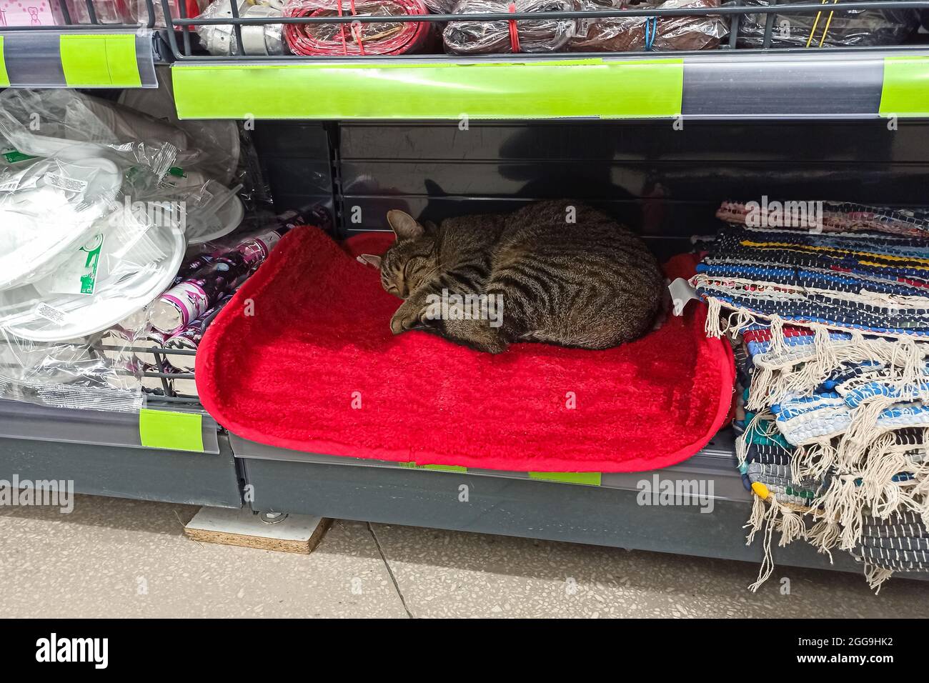 Homeless cat sleeping on a store shelf Stock Photo - Alamy