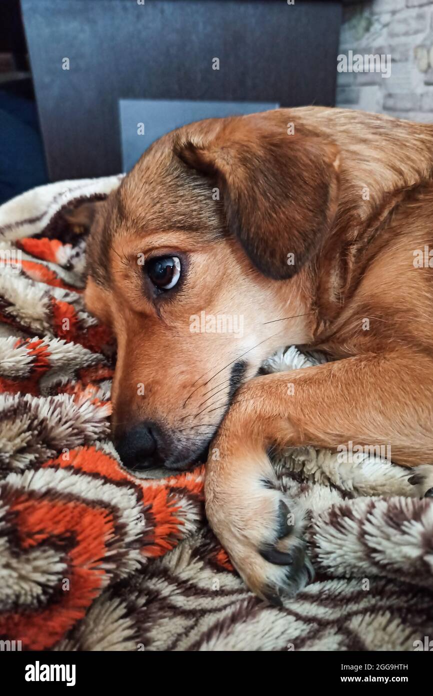Cute ginger dog sleeping on a blanket Stock Photo - Alamy