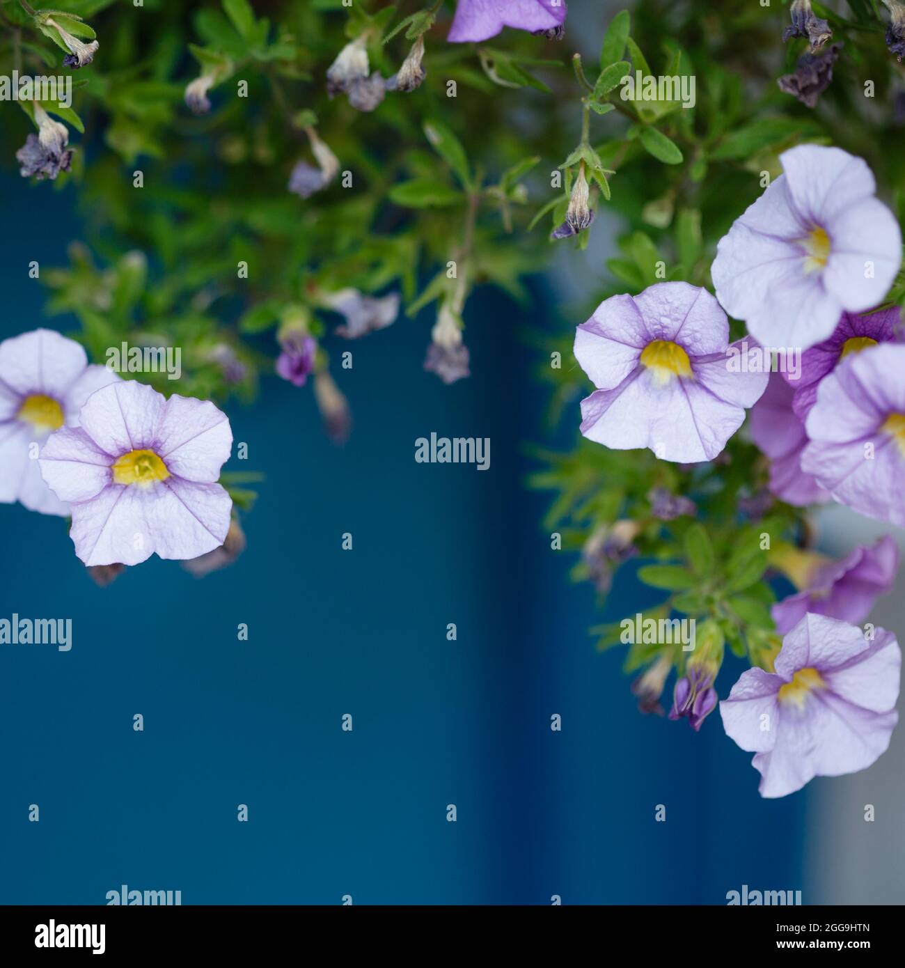 Decorative plant border hi-res stock photography and images - Alamy