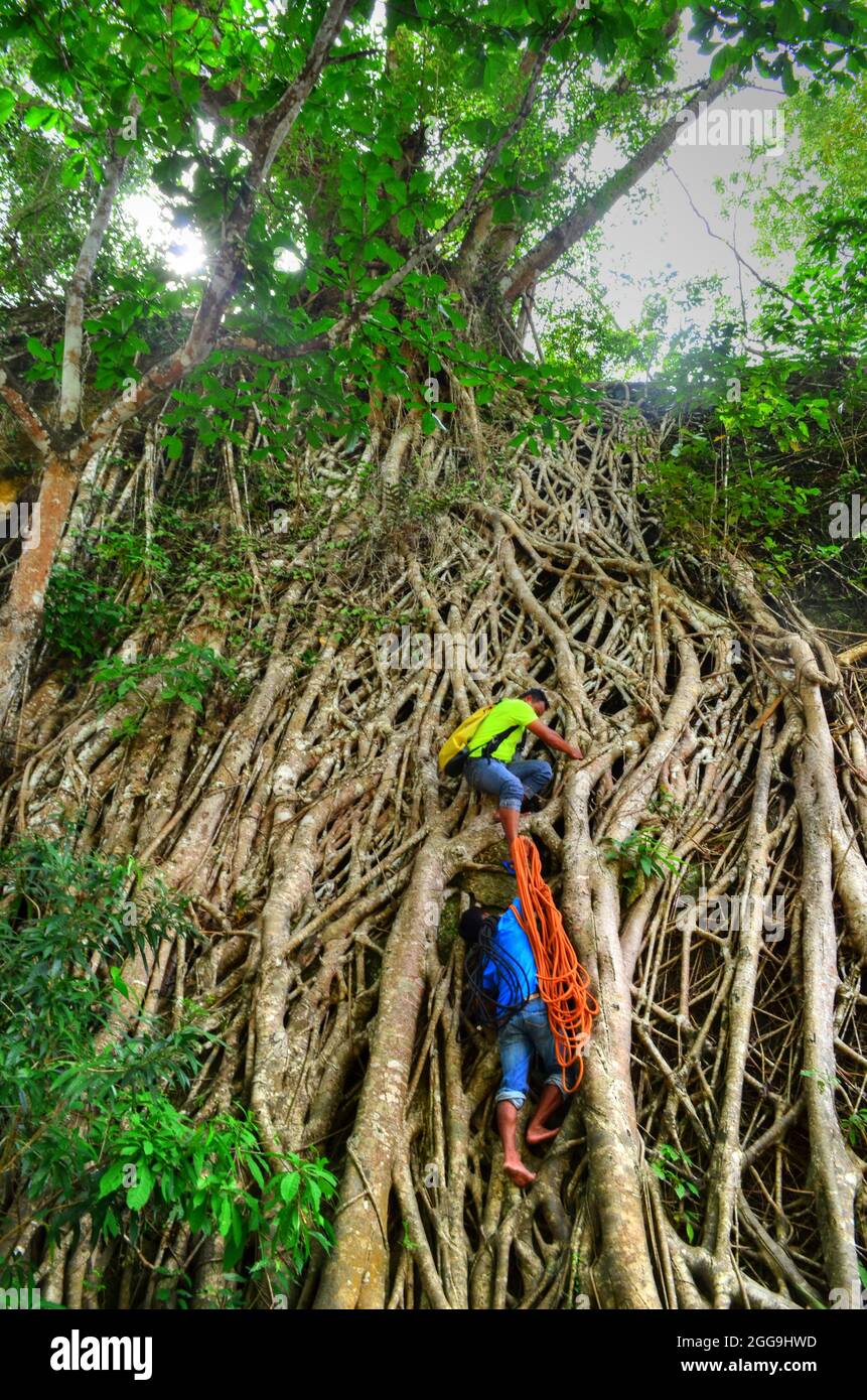 Root climber hi-res stock photography and images - Alamy