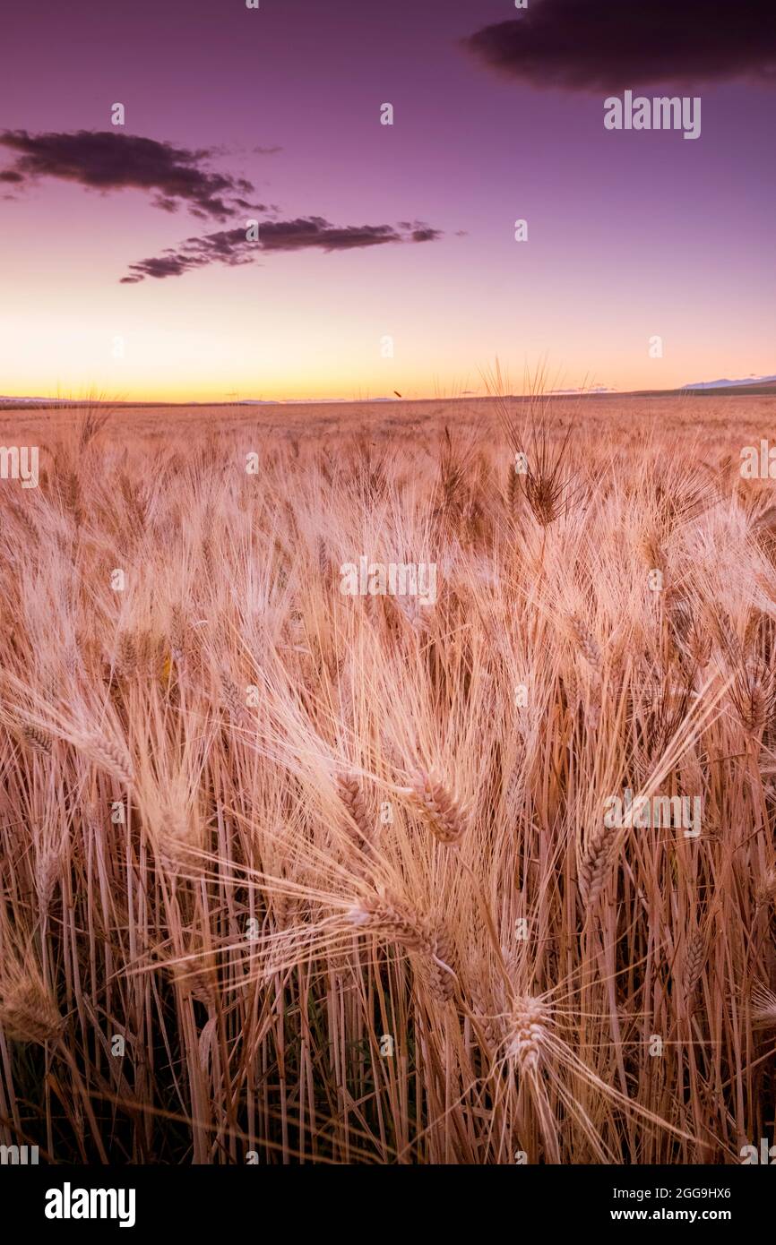 Sunset over a wheat field Stock Photo - Alamy