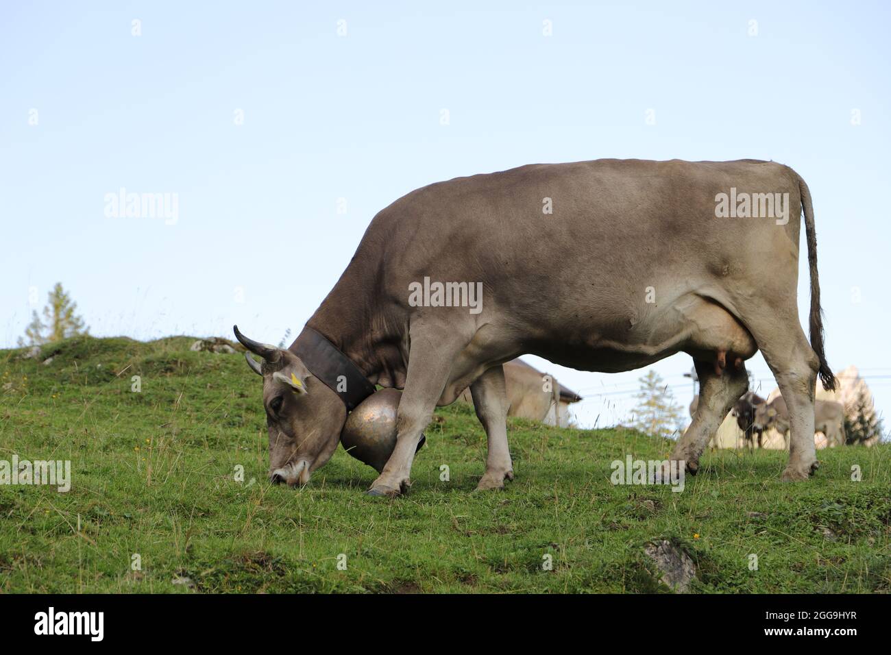 Head horns brown swiss cow hi-res stock photography and images - Alamy