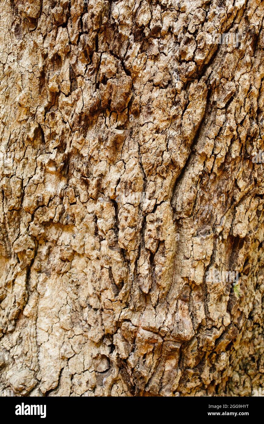 Tree bark natural background hi-res stock photography and images - Alamy