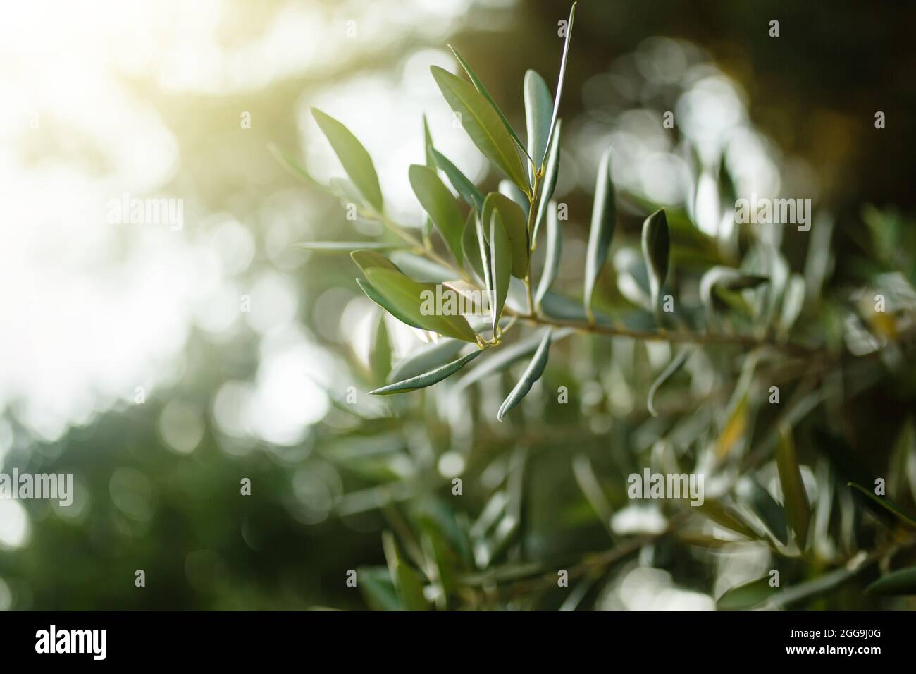 Young olive leaves on a branch in sunlight, mediterranean nature and ...