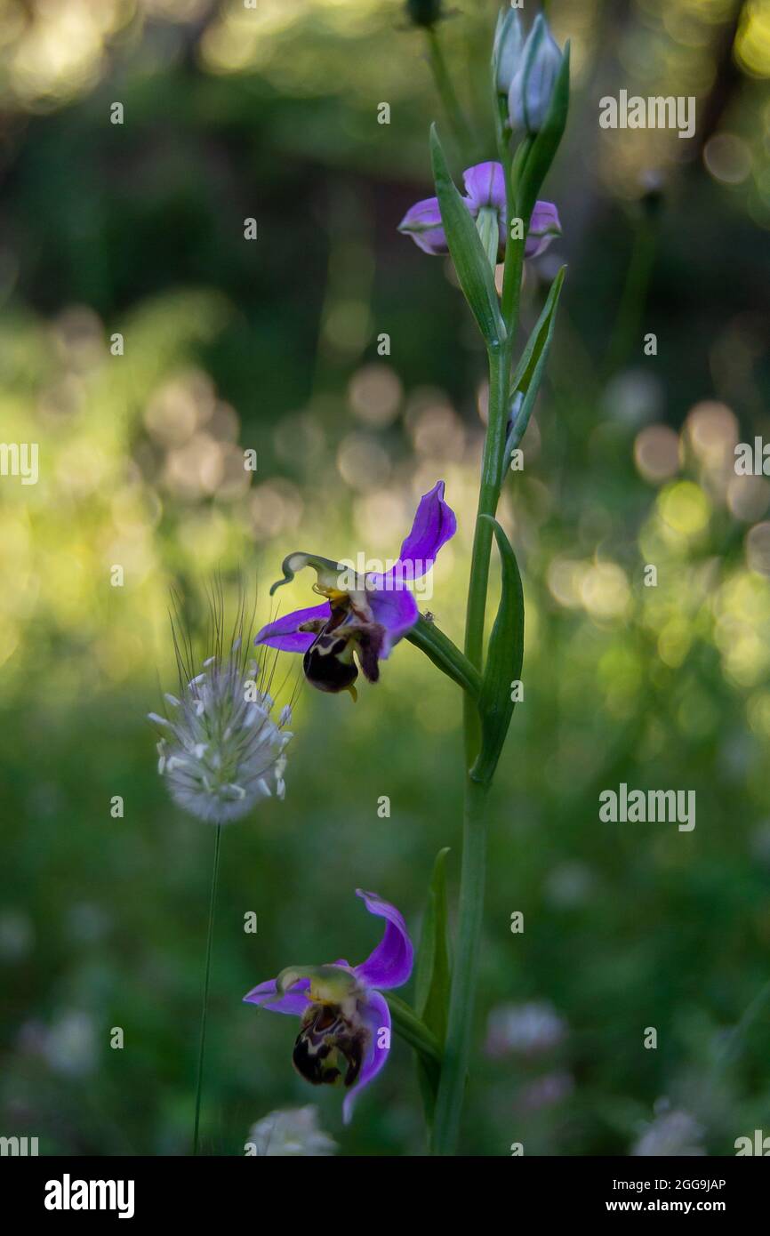 Ophrys apifera. bee orchid Stock Photo - Alamy