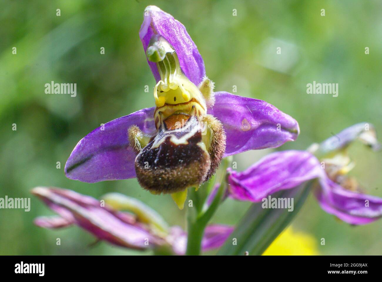 Ophrys apifera. bee orchid Stock Photo - Alamy