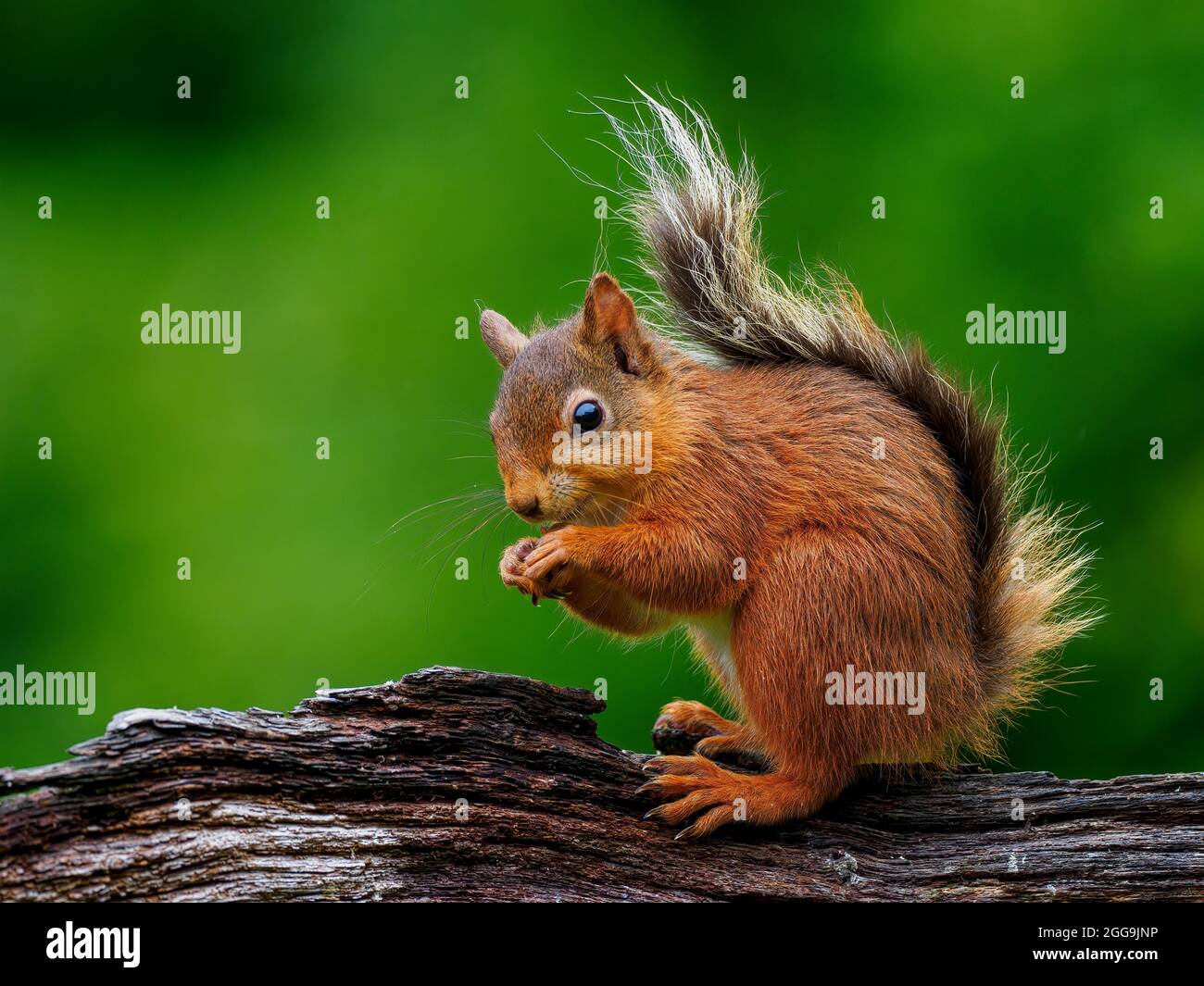 Red Squirrel (Sciurus vulgaris), Lake District UK Stock Photo - Alamy