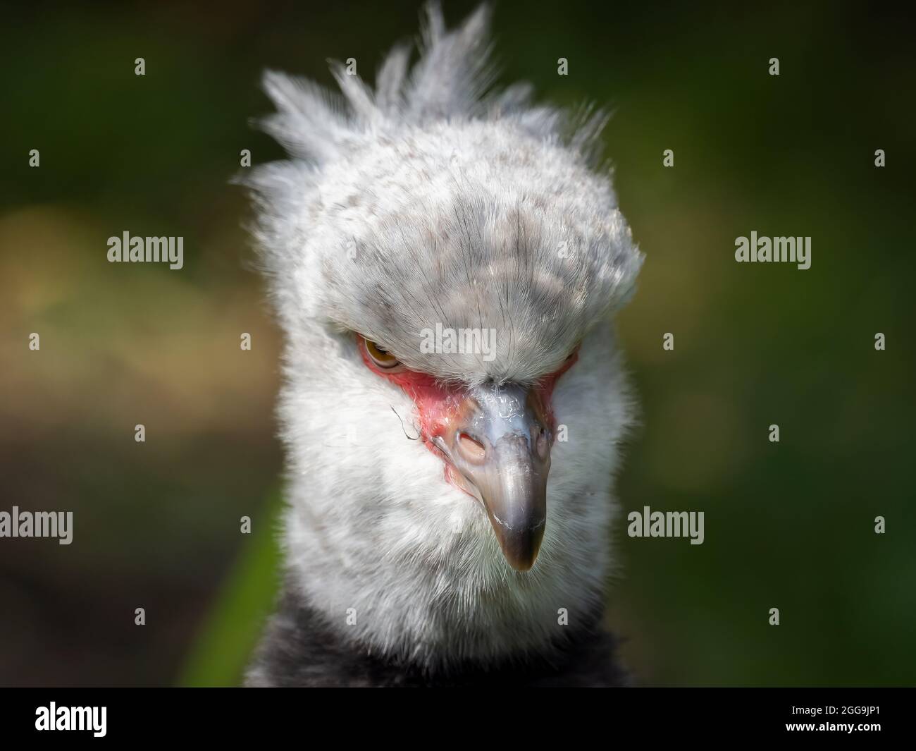 Southern Screamer (chauna torquata Stock Photo - Alamy