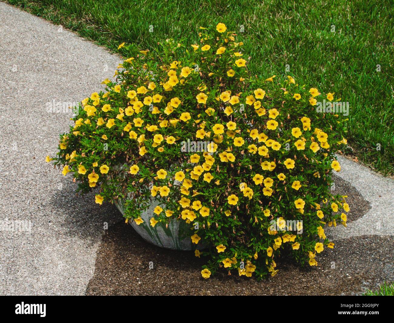 Yellow Million Bells Flowers