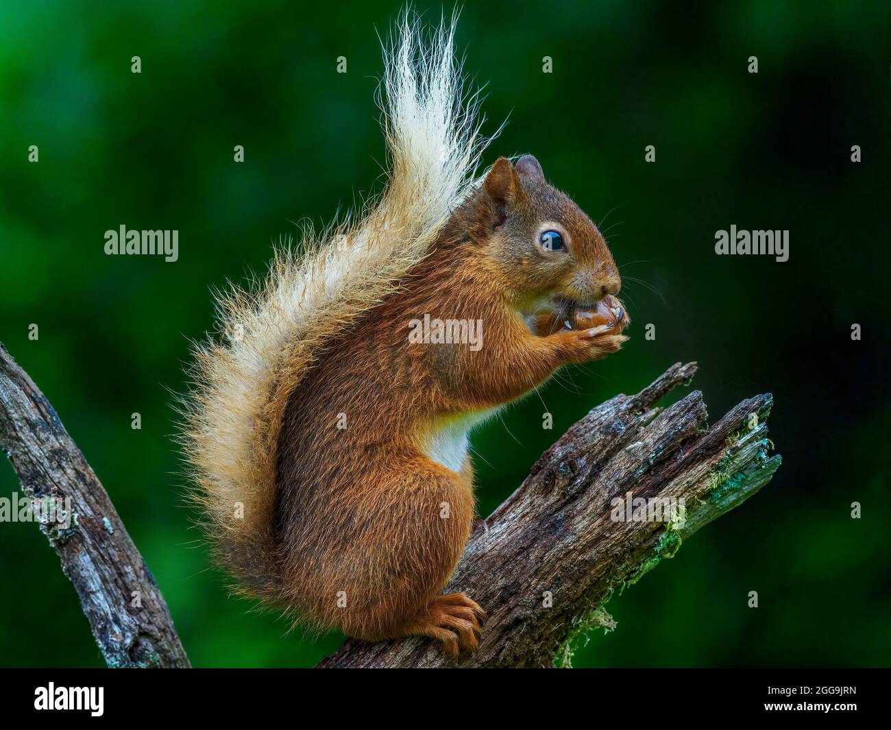 Red Squirrel (Sciurus vulgaris Stock Photo - Alamy
