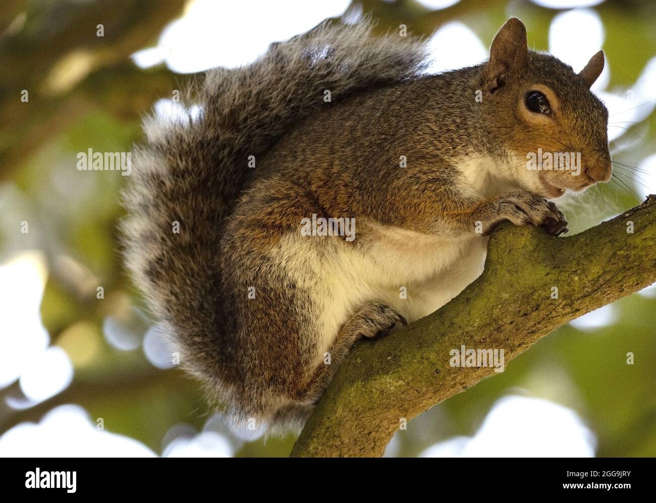 A Grey Squirrel watches for possible threats from the branches of a ...
