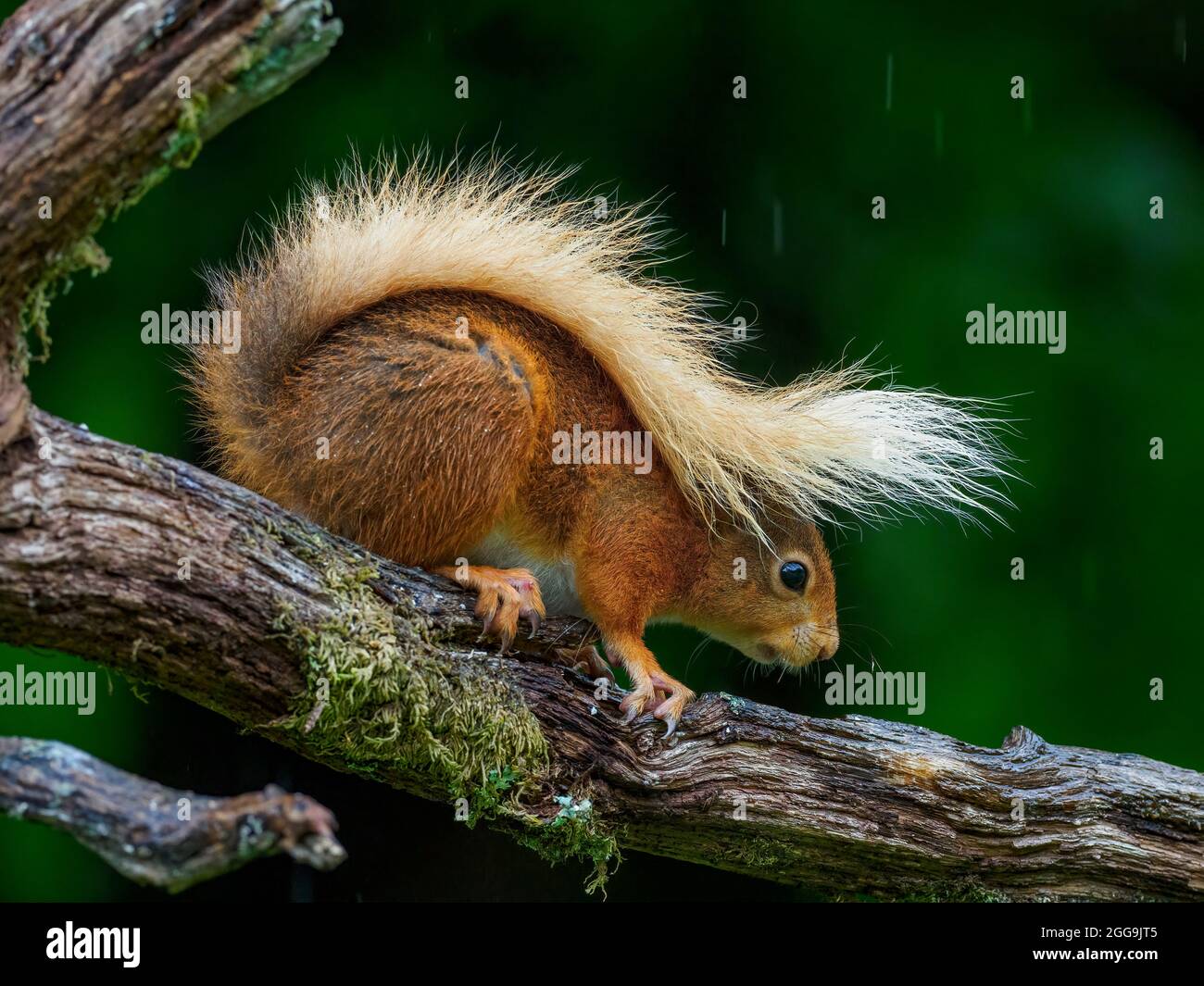 Red Squirrel (Sciurus vulgaris), Lake District UK Stock Photo - Alamy