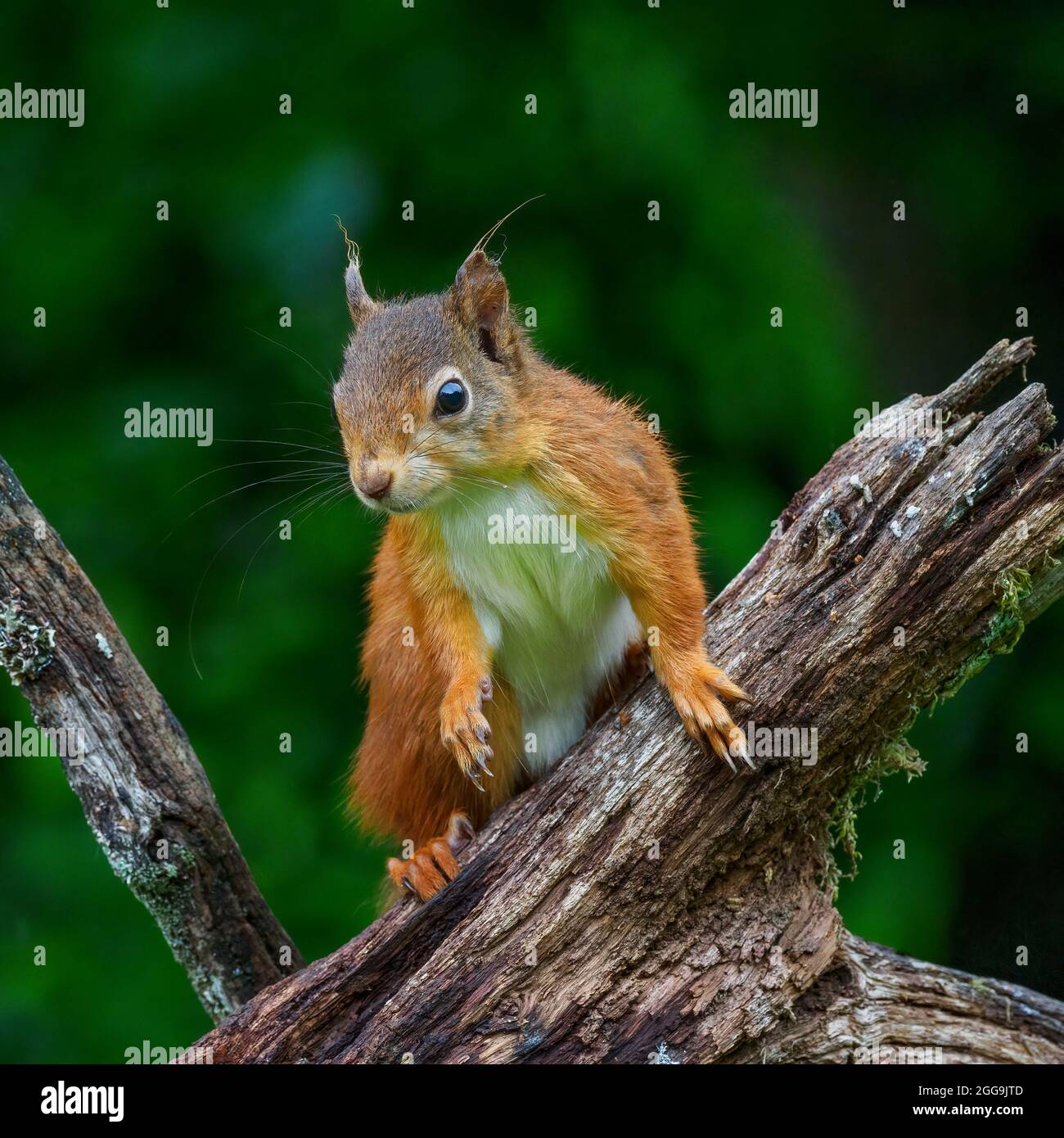 Tufty red squirrel ears hi-res stock photography and images - Alamy