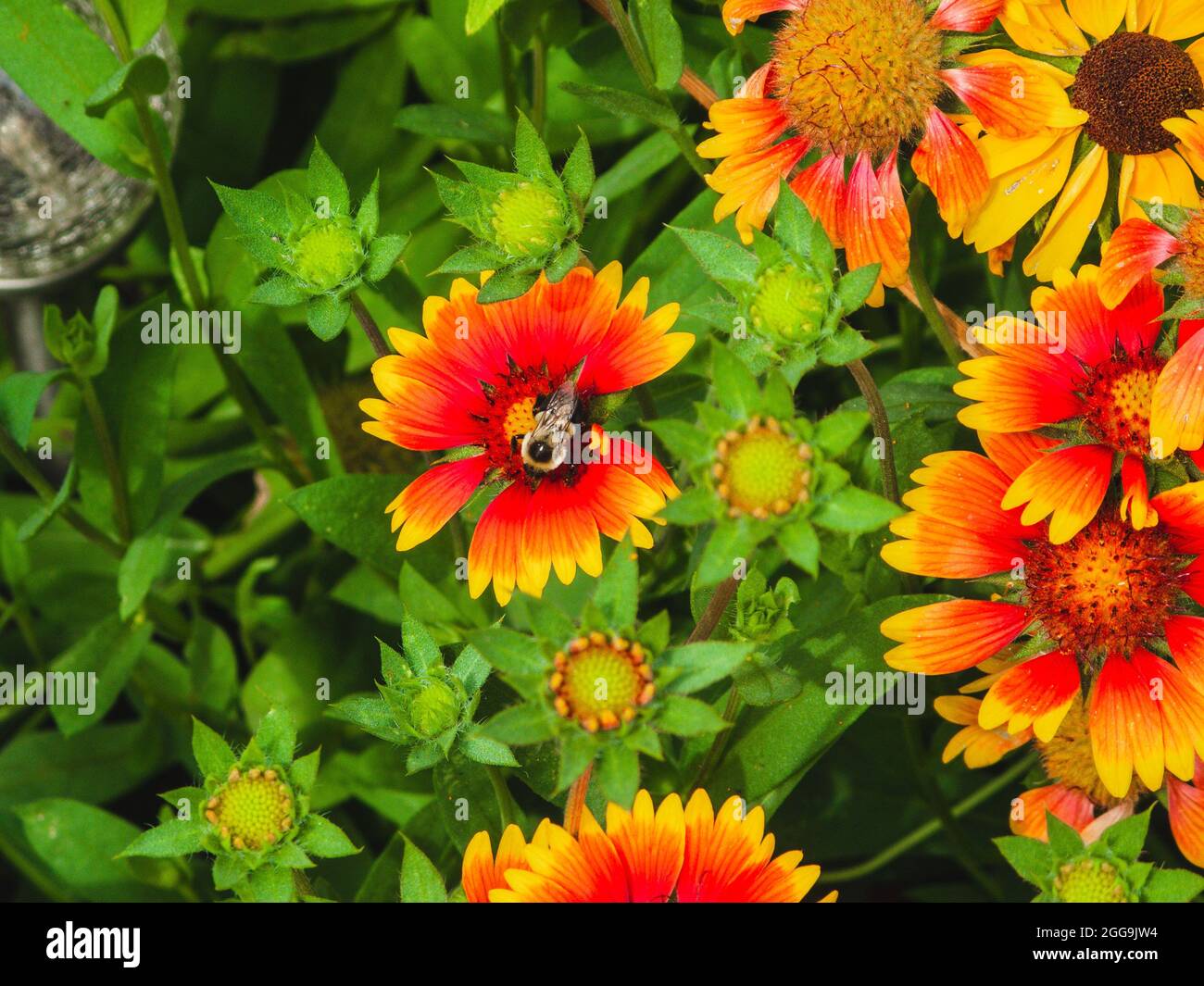 A bee on the last of the painted daisies for the year Stock Photo - Alamy