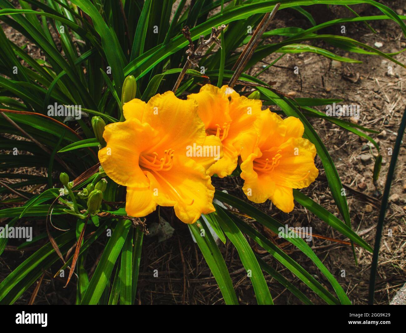 Orange and yellow lilies hi-res stock photography and images - Alamy