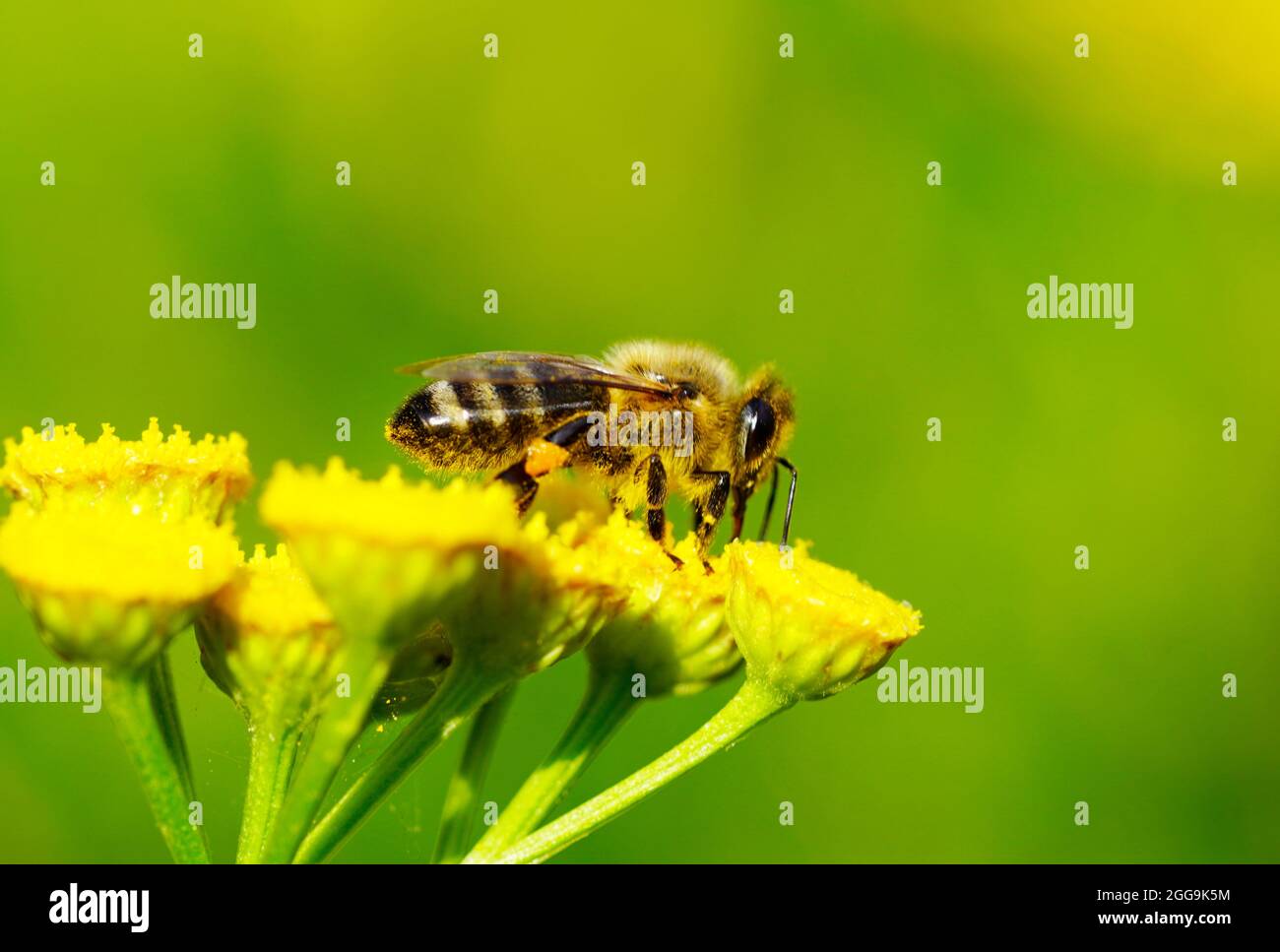 Bee collects nectar and pollen on a yellow flower. Apis mellifera ...