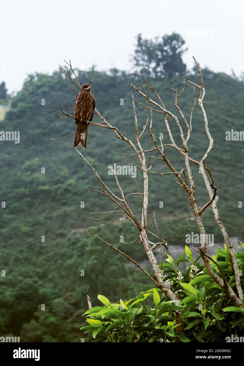 Vertical shot of a Hawk sitting on the branch of a tree in Hong Kong ...