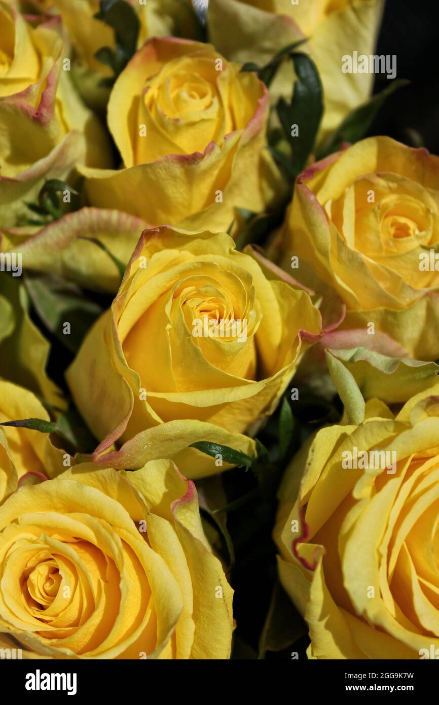 Beautiful bouquet of fresh yellow roses basking in the bright summer ...
