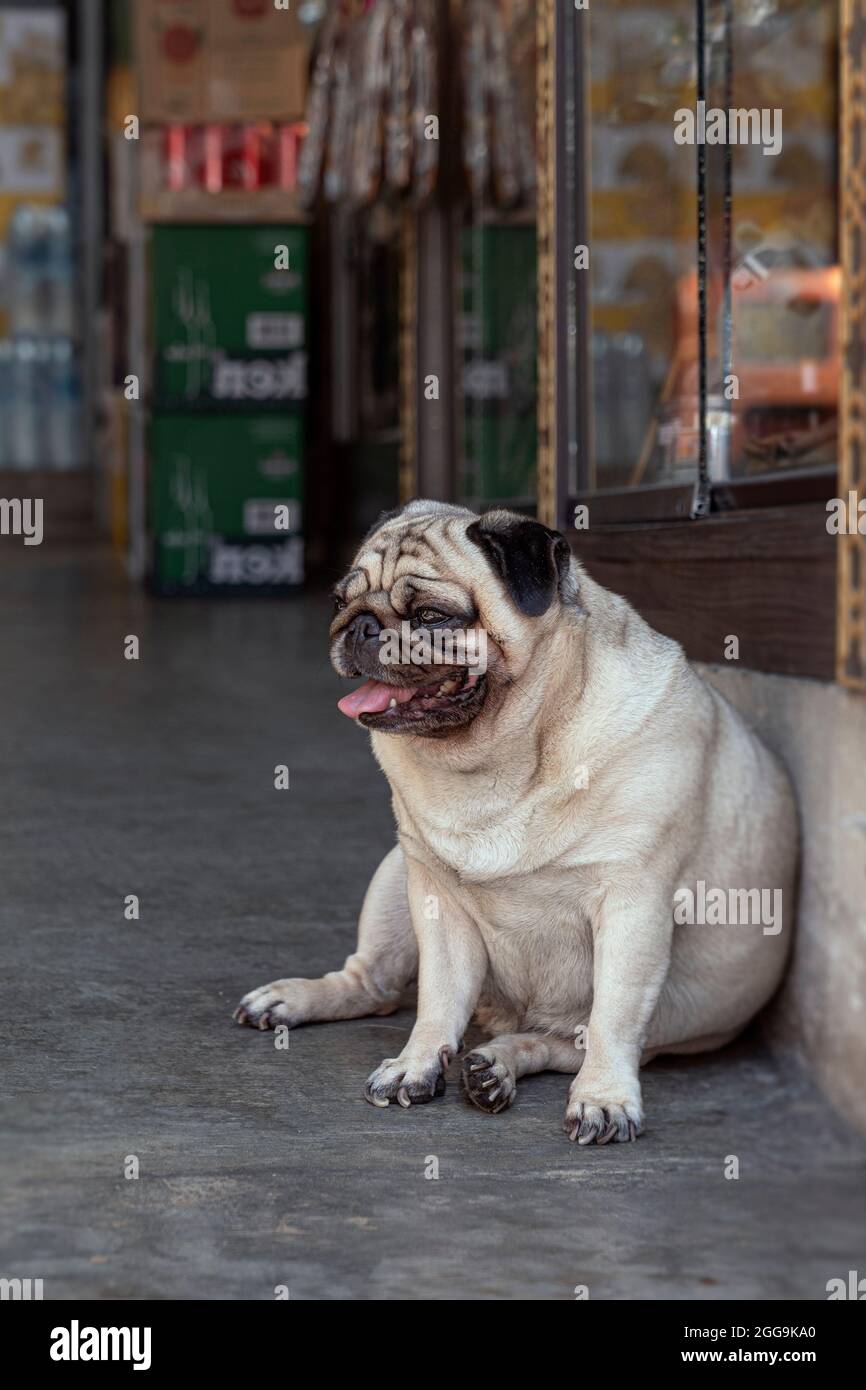 The pug is a breed of dog with physically distinctive features of a ...