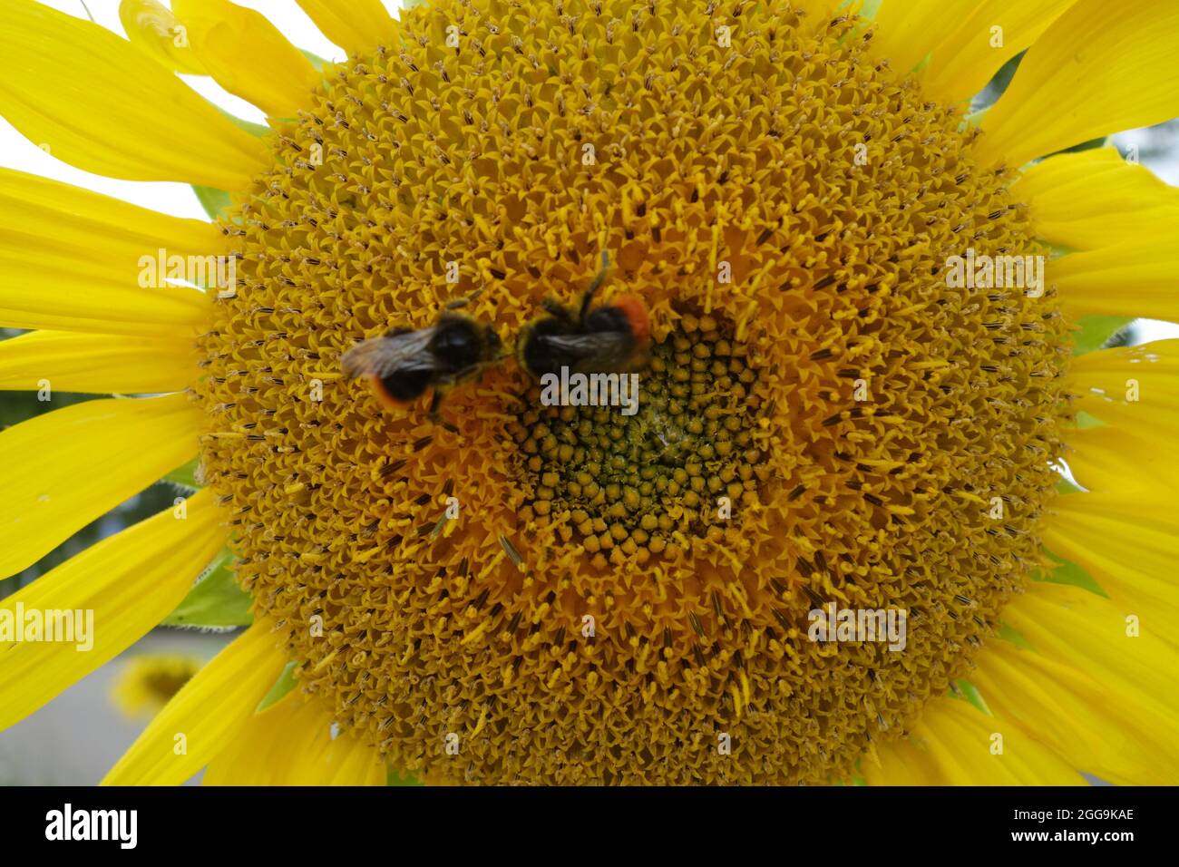 Closeup shot sunflower insects hi-res stock photography and images - Alamy