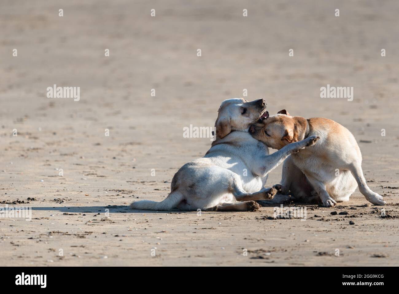 Two white dogs playing on the sand beach Stock Photo - Alamy