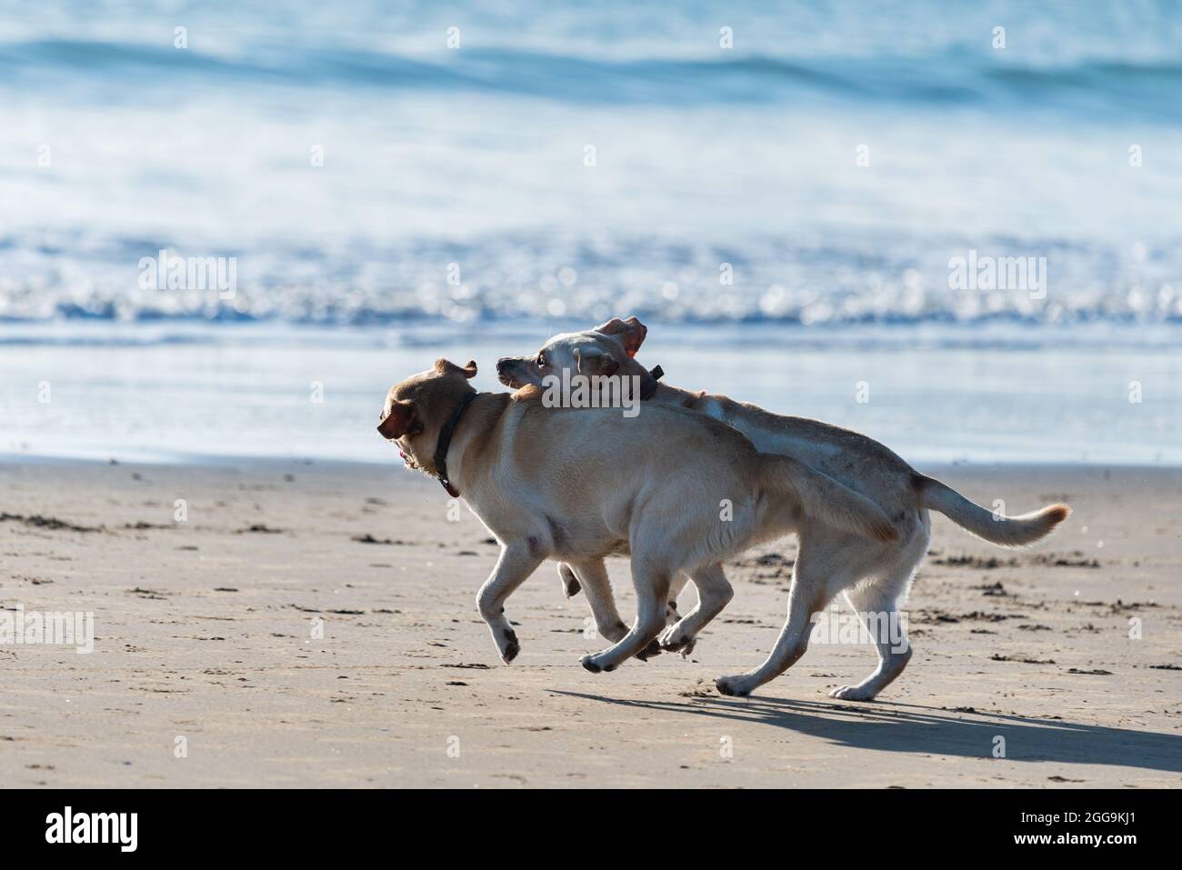 Two dogs playing on beach hi-res stock photography and images - Alamy