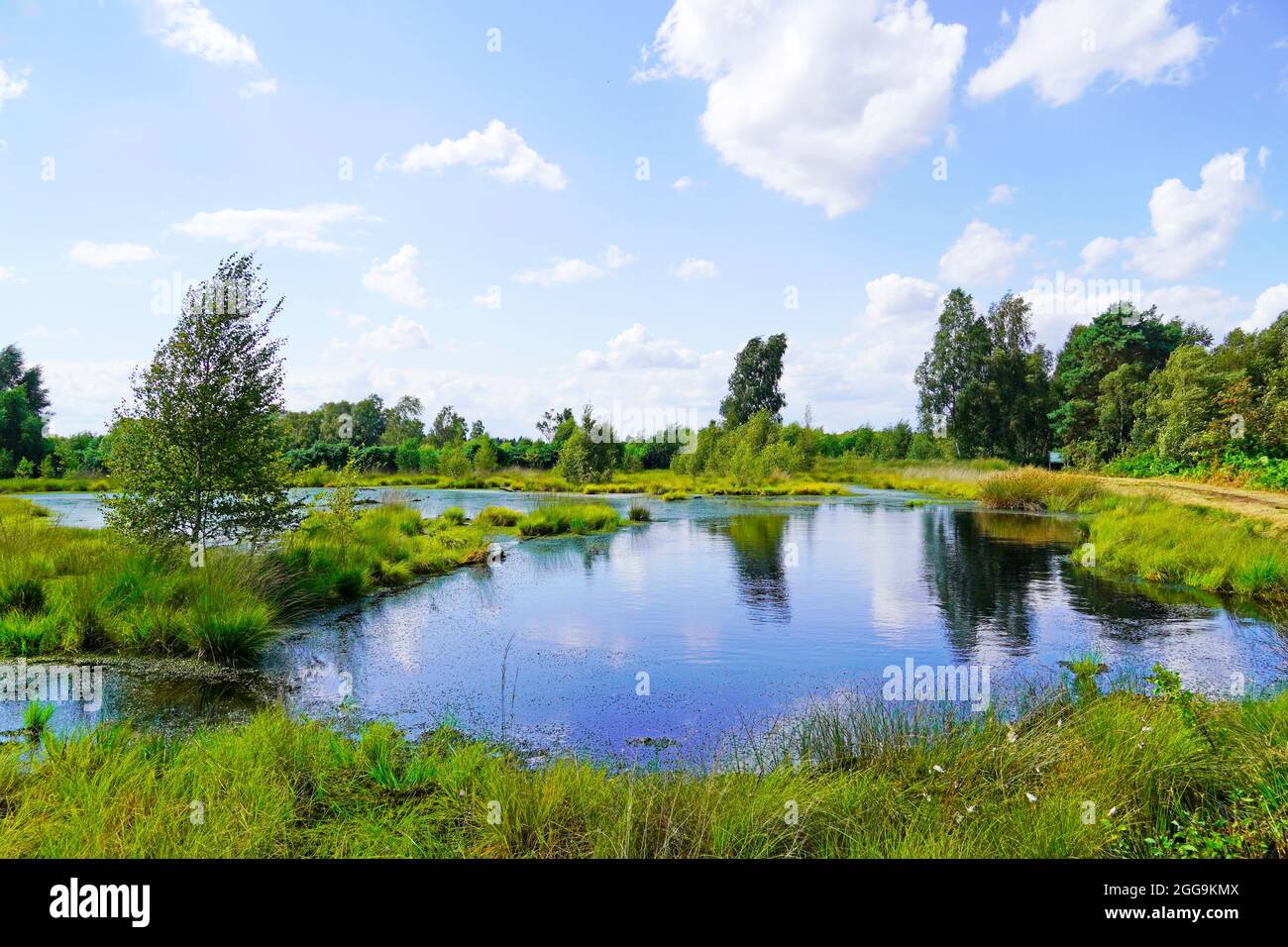 Diepholzer Moor nature reserve near Diepholz. Landscape in a raised bog ...