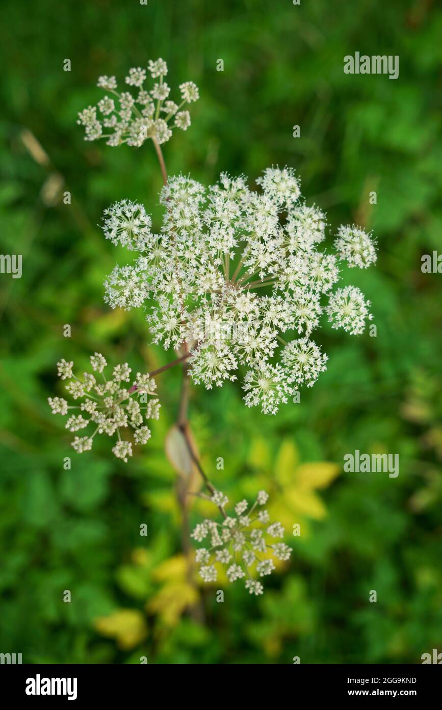 Angelica sylvestris flowers hi-res stock photography and images - Alamy