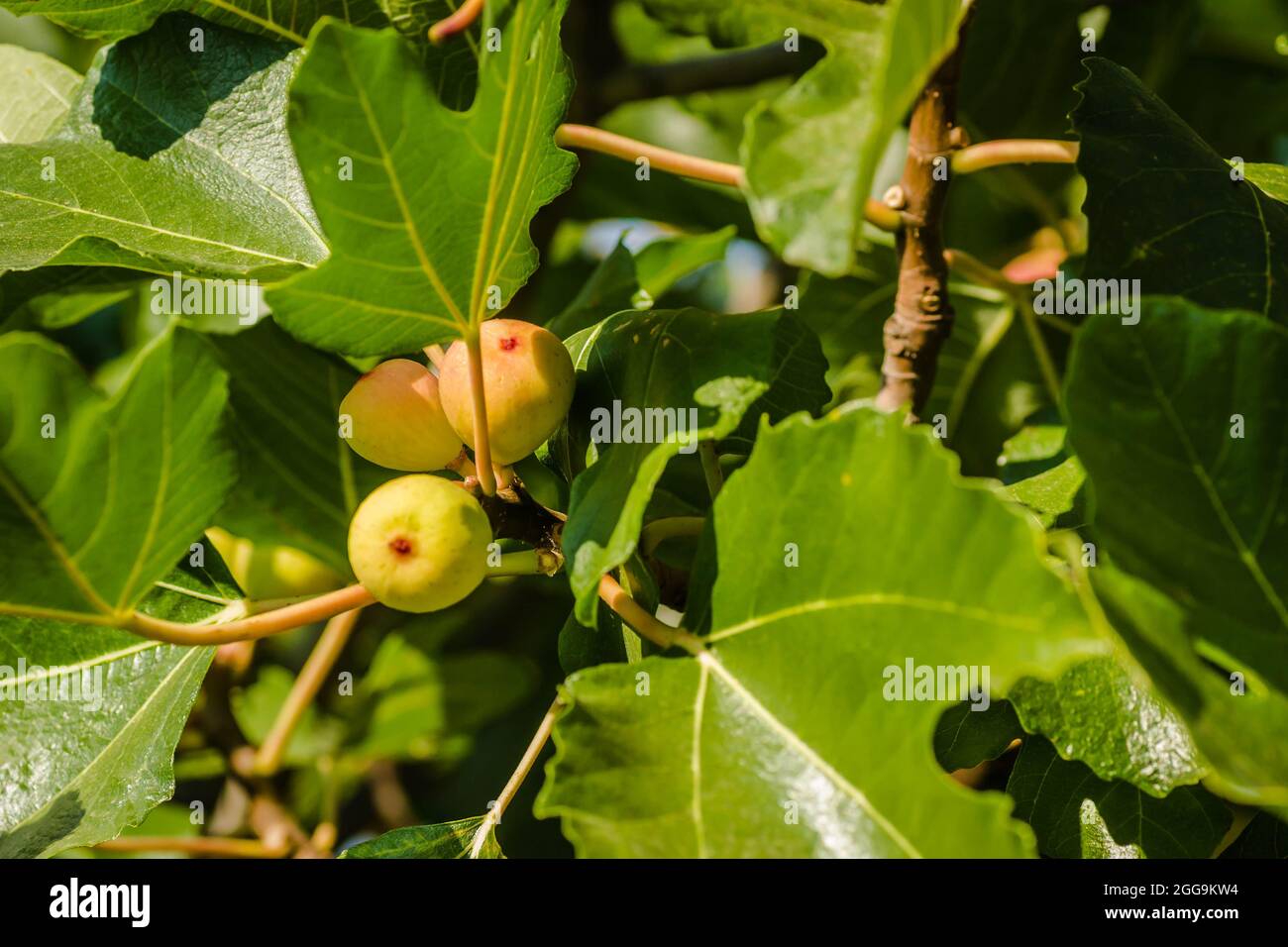 Blooming fig tree branch hi-res stock photography and images - Alamy