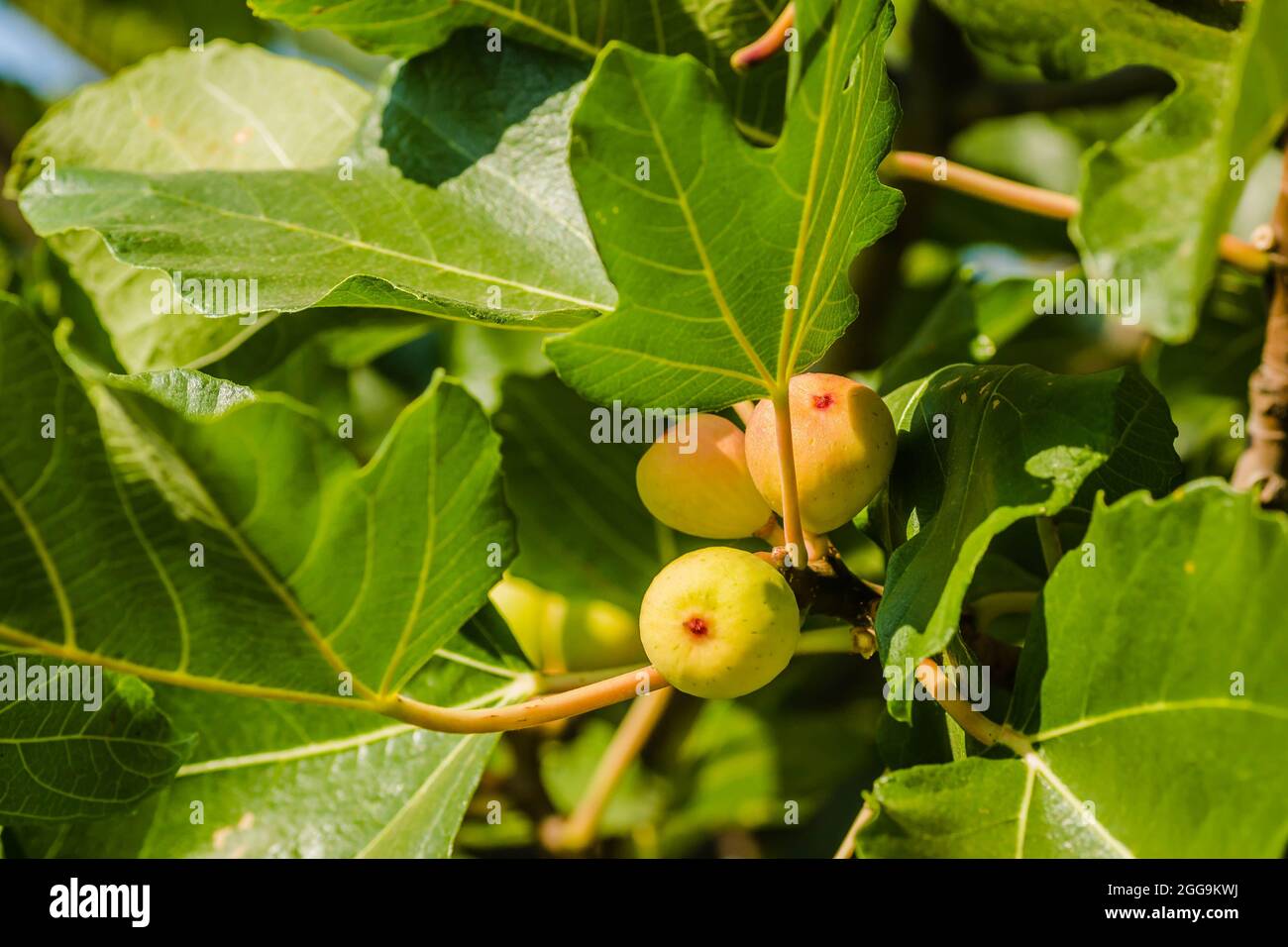 Fig branch with leaves and ripe fruit Stock Photo - Alamy