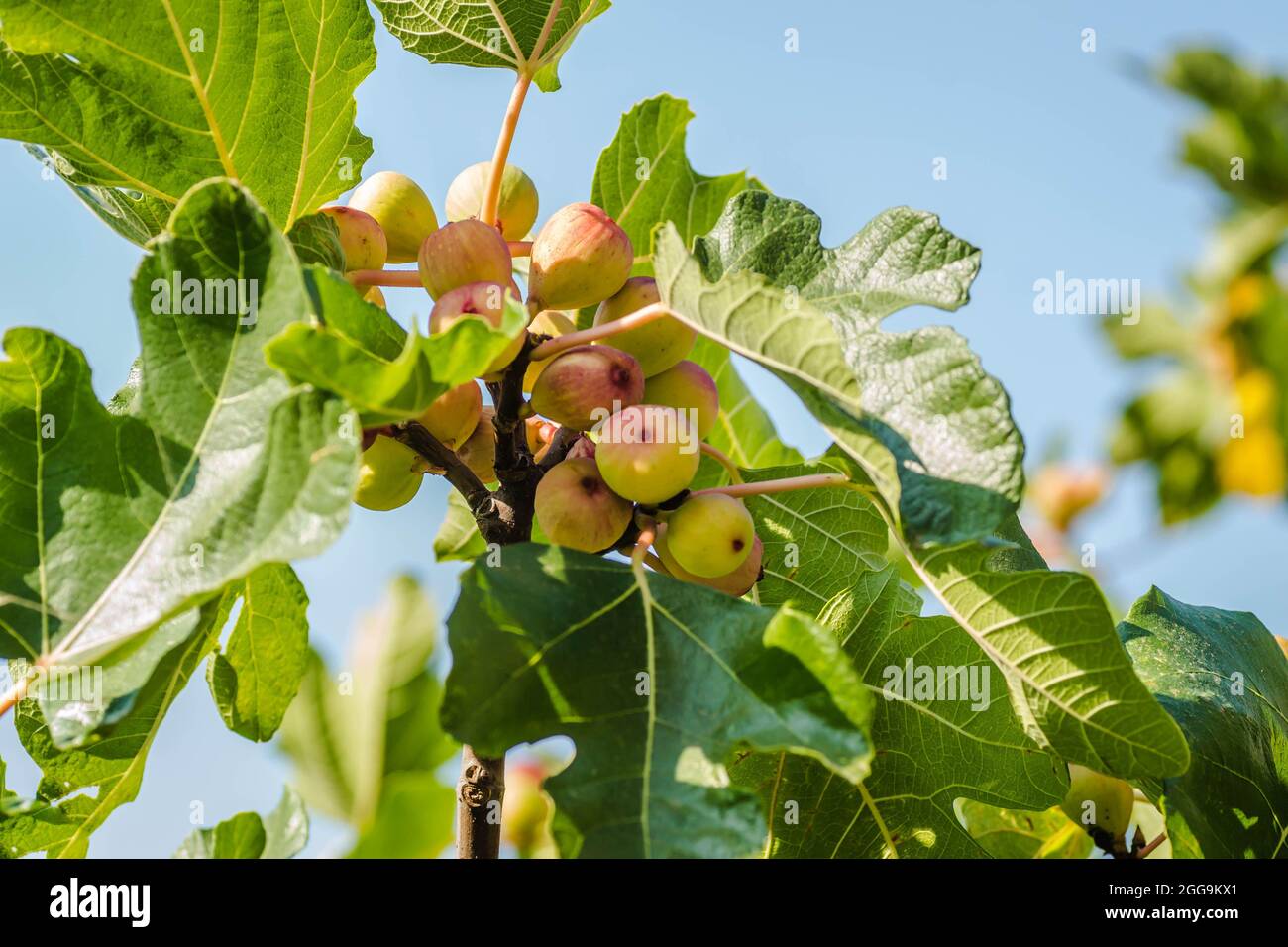 Fig branch with leaves and ripe fruit Stock Photo - Alamy