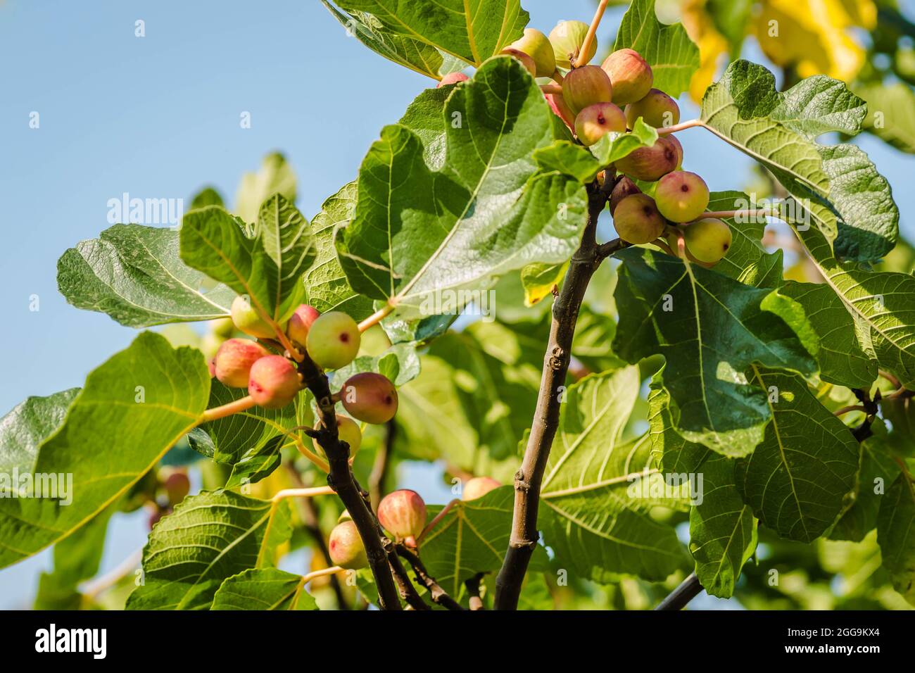 Fig branch with leaves and ripe fruit Stock Photo - Alamy