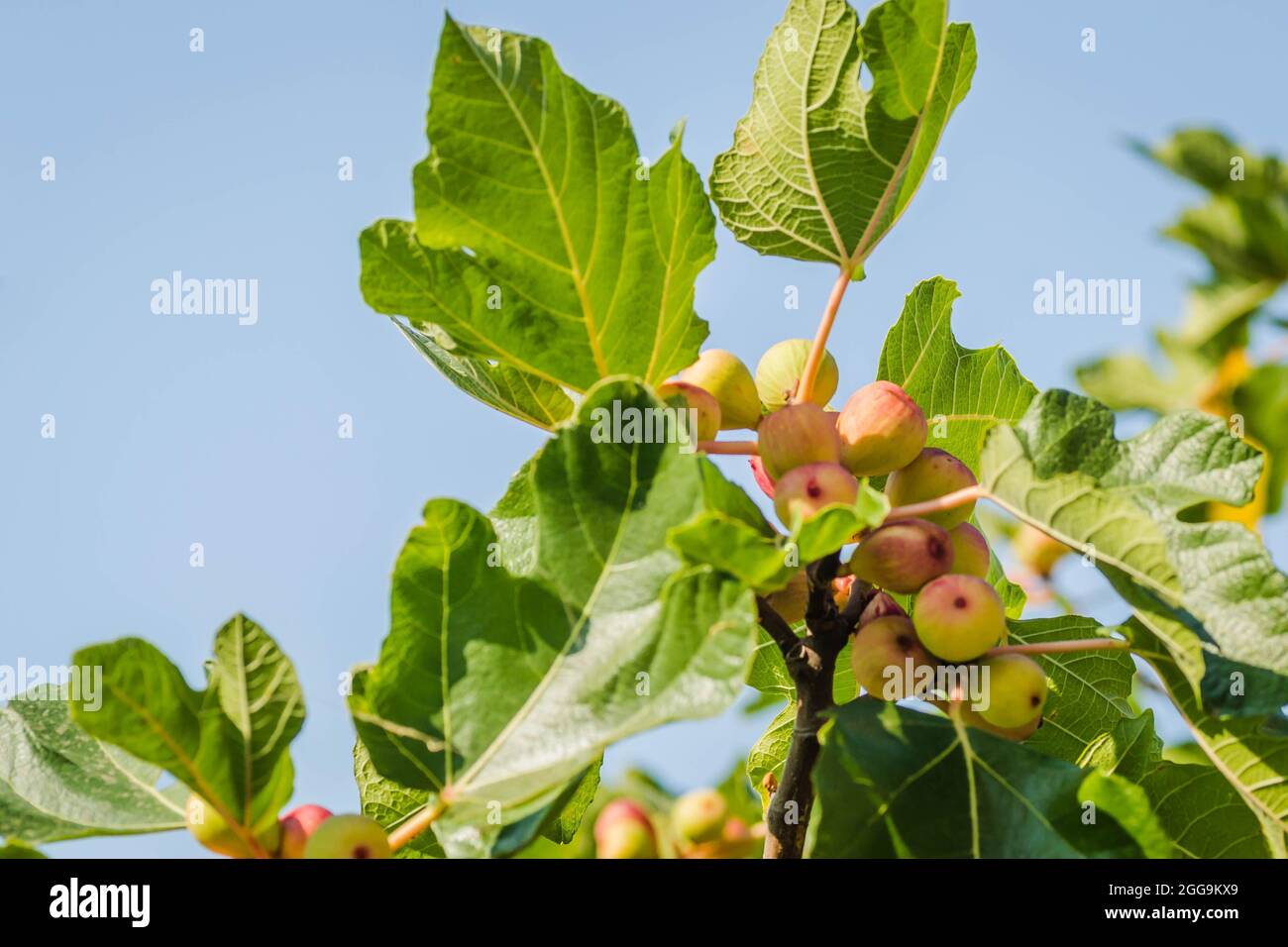 Fig branch with leaves and ripe fruit Stock Photo - Alamy