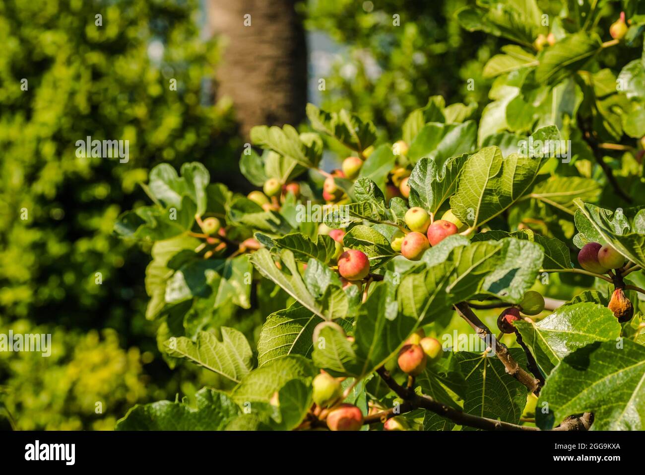 Red fruit fig tree hi-res stock photography and images - Alamy