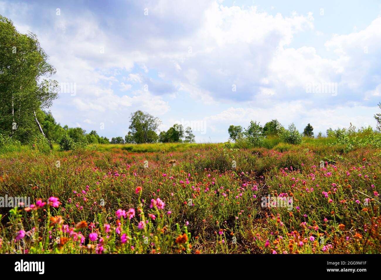 Diepholzer Moor nature reserve near Diepholz. Landscape in a raised bog ...