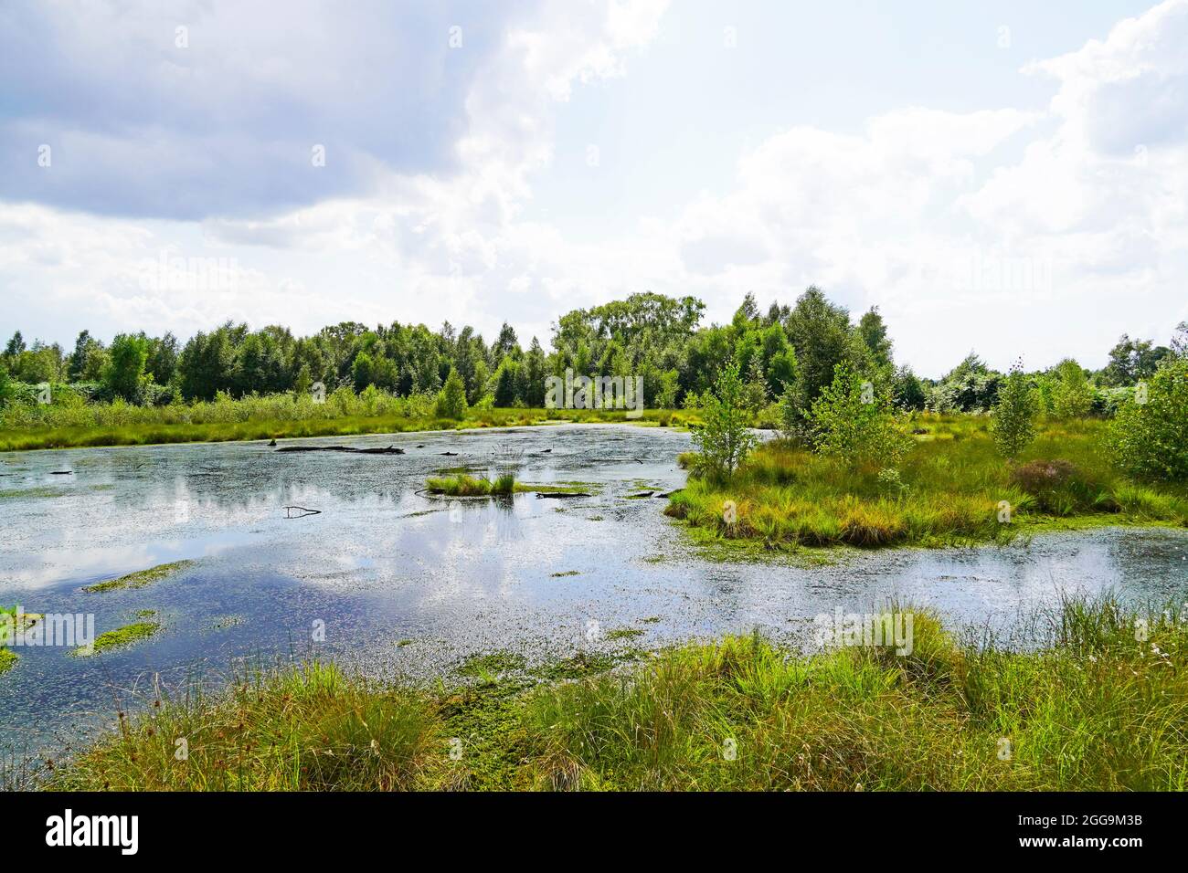 Diepholzer Moor nature reserve near Diepholz. Landscape in a raised bog ...