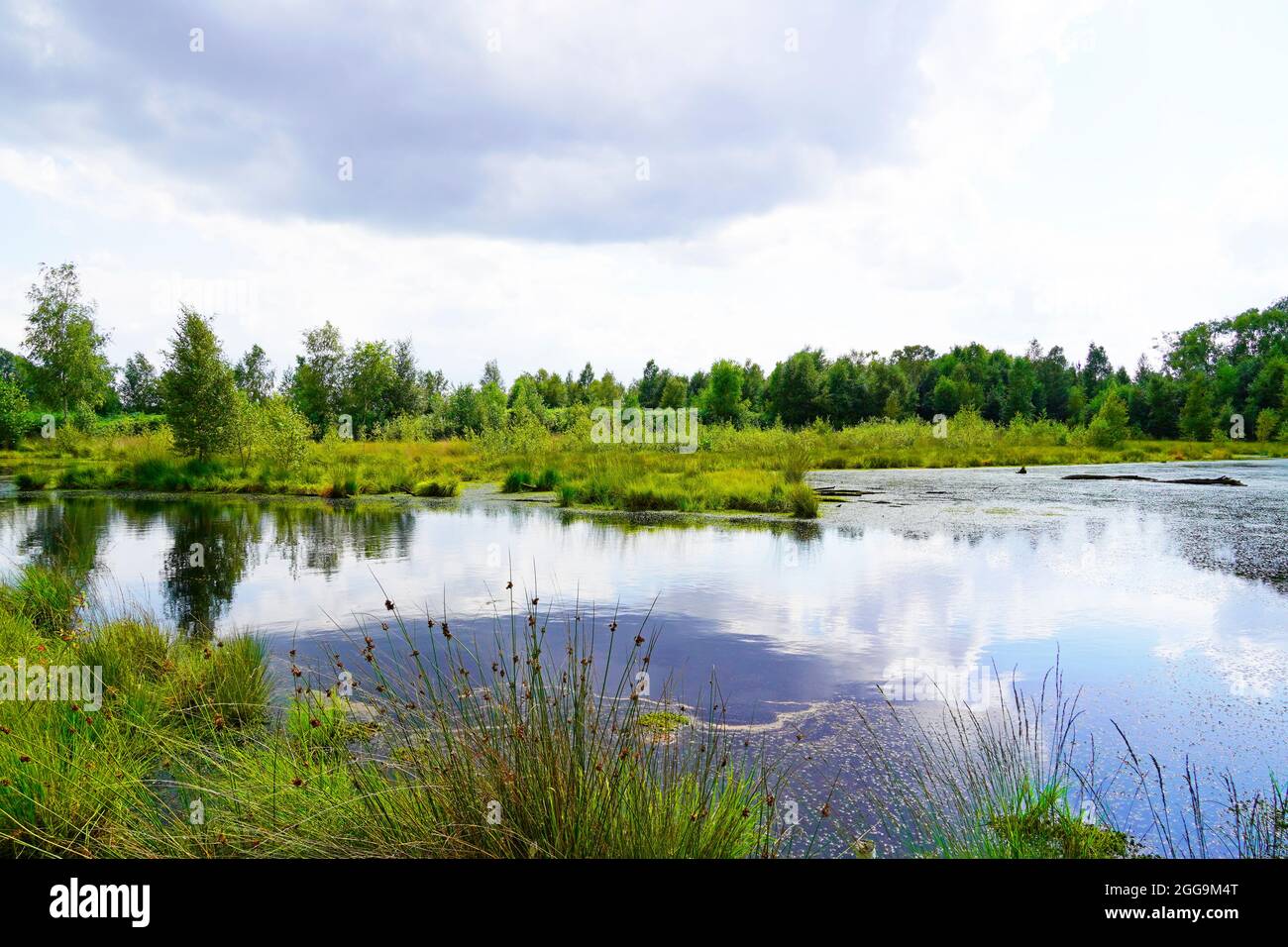 Diepholzer Moor nature reserve near Diepholz. Landscape in a raised bog ...
