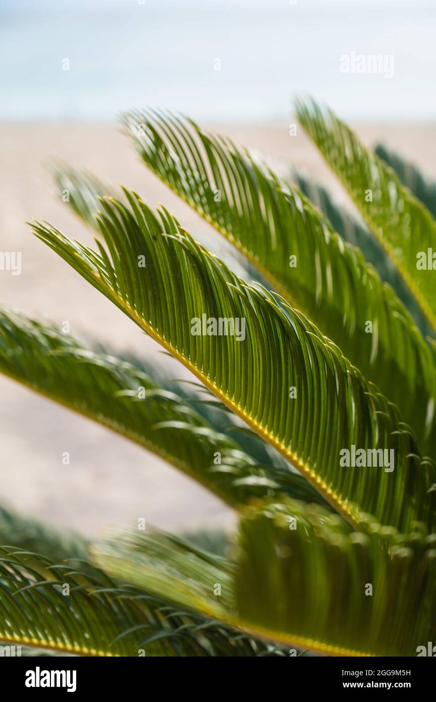 Close-up of green palm tree leaves. Nature background Stock Photo - Alamy