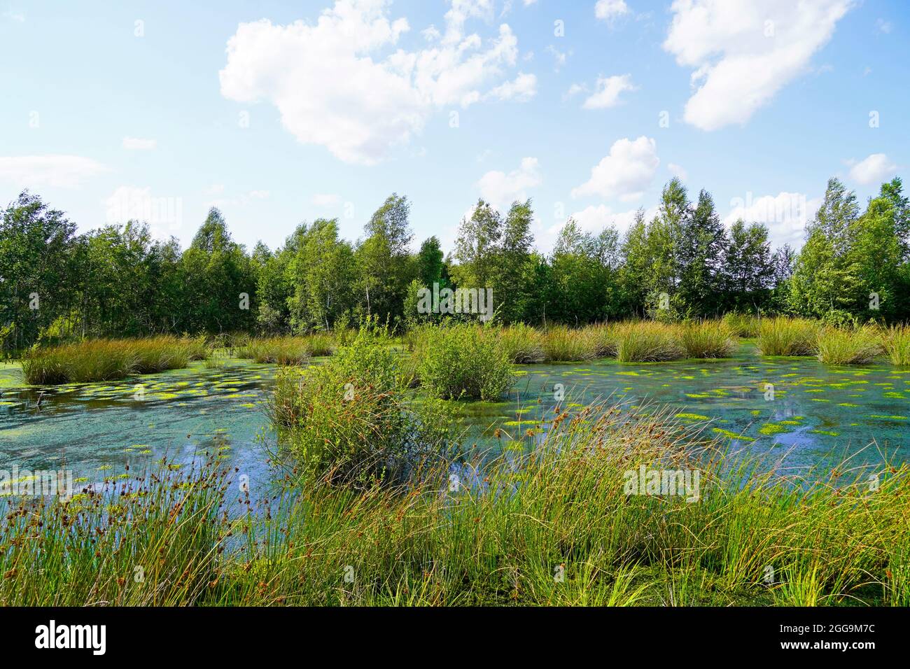 Diepholzer Moor nature reserve near Diepholz. Landscape in a raised bog ...