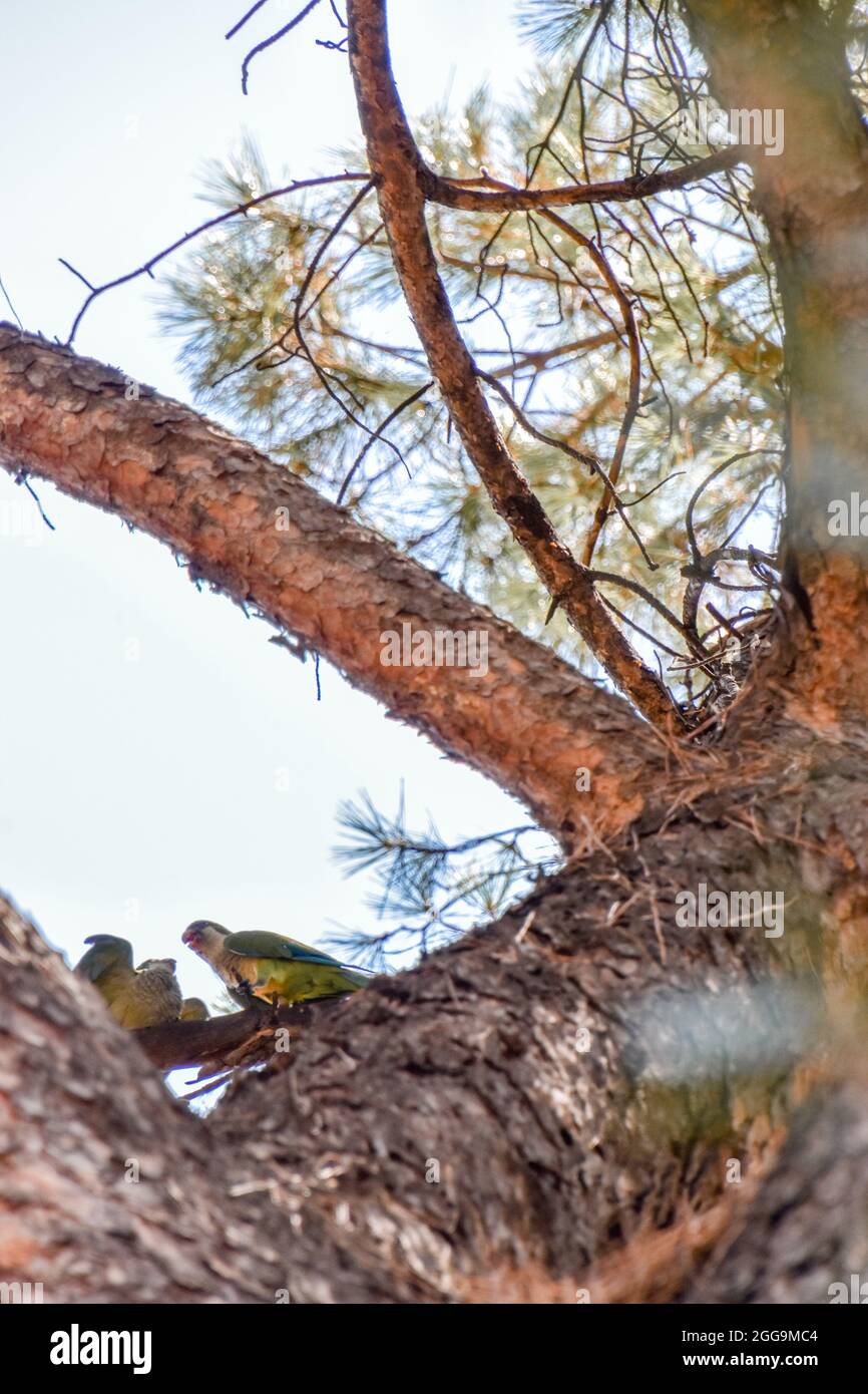 Close up of colored parrots sitting on branch in the tree with bright ...