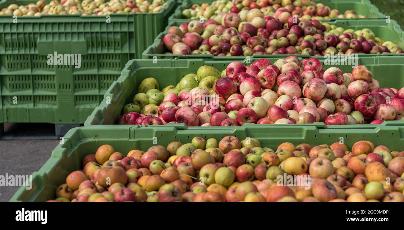 Apples growing in container hi-res stock photography and images - Alamy