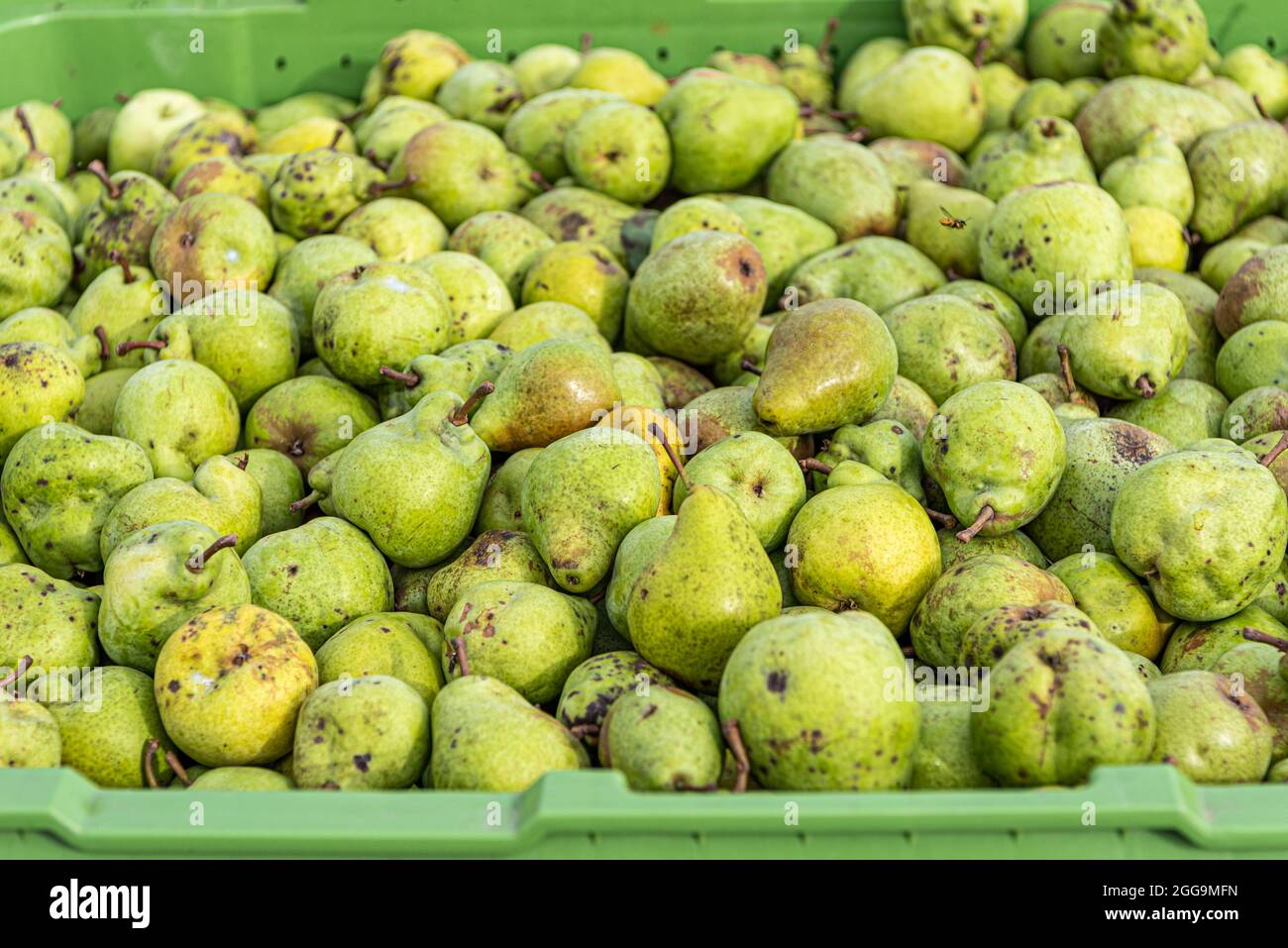 Pear tree in container hi-res stock photography and images - Alamy