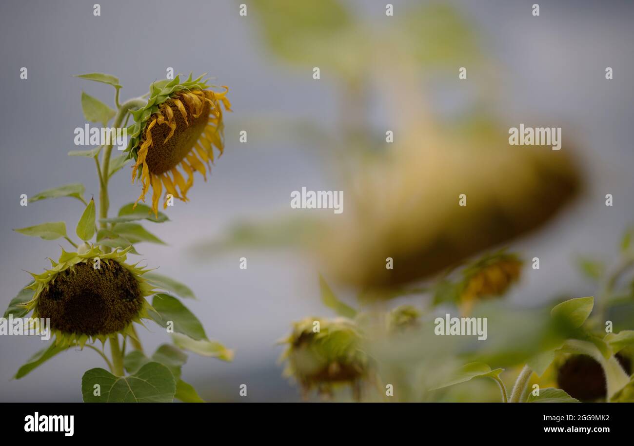 Nidda, Germany. 30th Aug, 2021. The petals hang limp and half wilted on ...